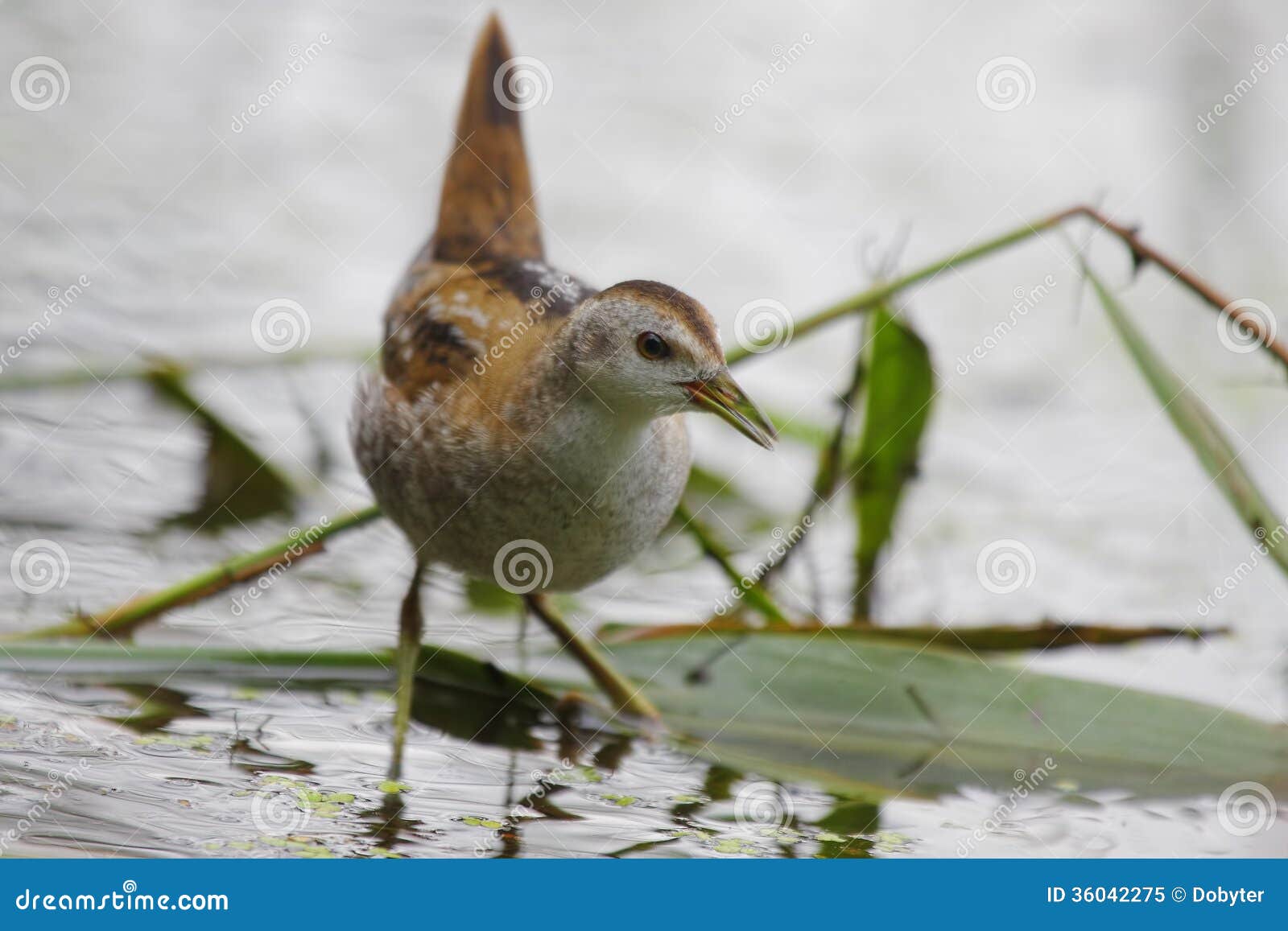 Pouco Crake (parva Do Porzana). Imagem de Stock - Imagem de animal ...