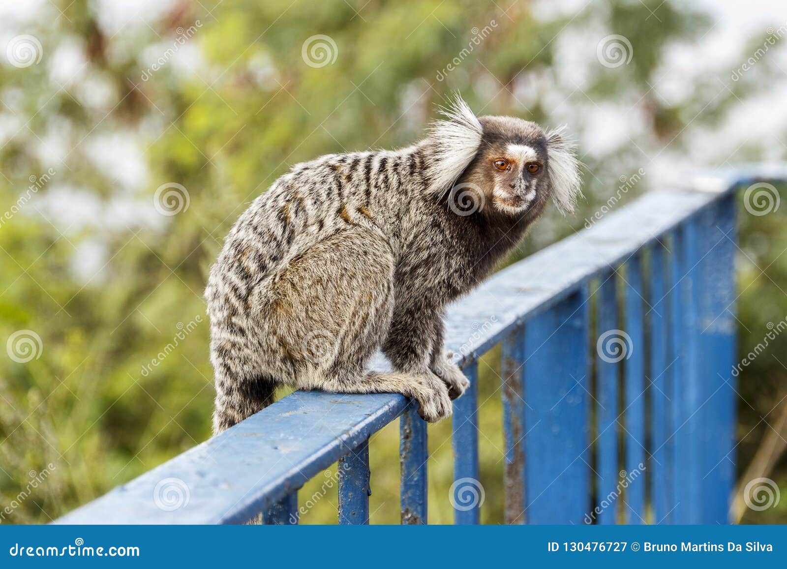 Pouco estrela do macaco imagem de stock. Imagem de comer - 130476727