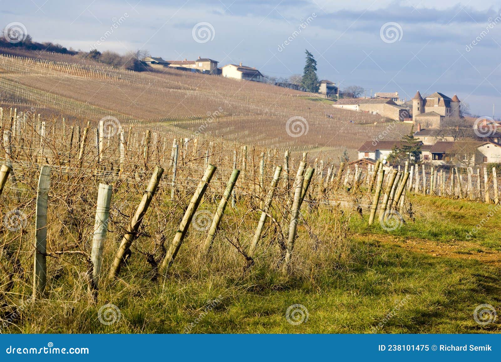 Pouilly, Burgundy, France stock image. Image of plant - 238101475
