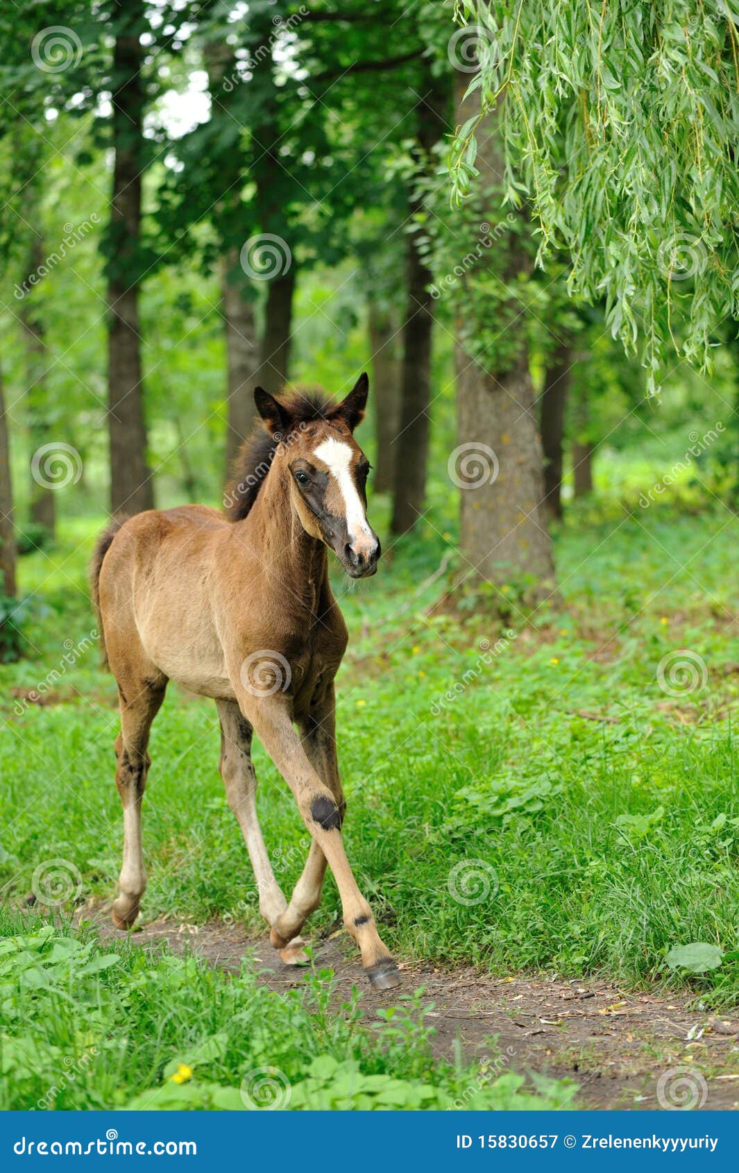 Poulain image stock. Image du nature, paisible, cheval - 15830657