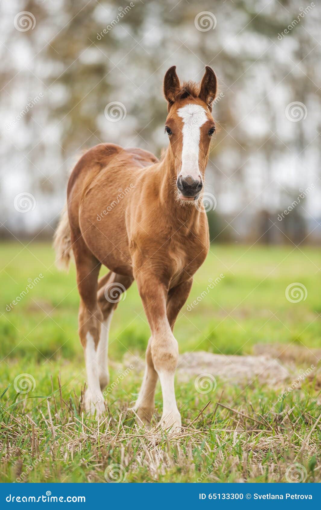 Poulain De Bébé De Cheval De Trait Photo stock - Image du mini, poulain ...