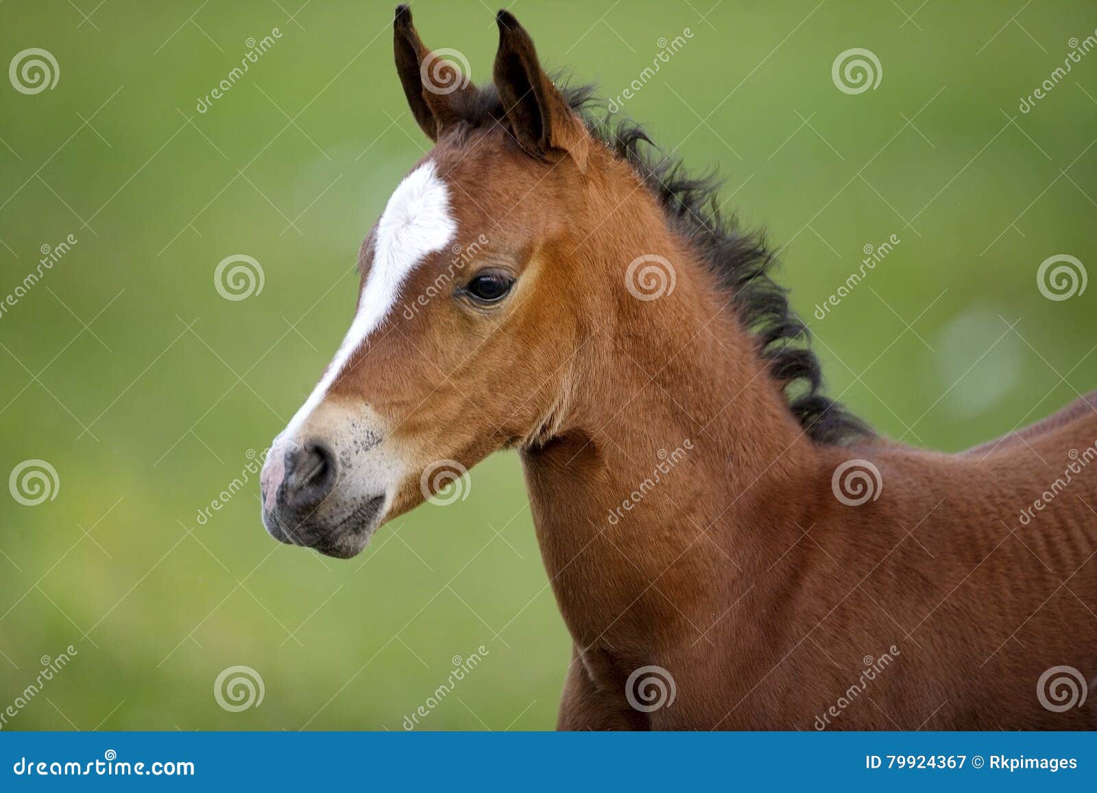Poulain de cheval de baie image stock. Image du copie - 79924367