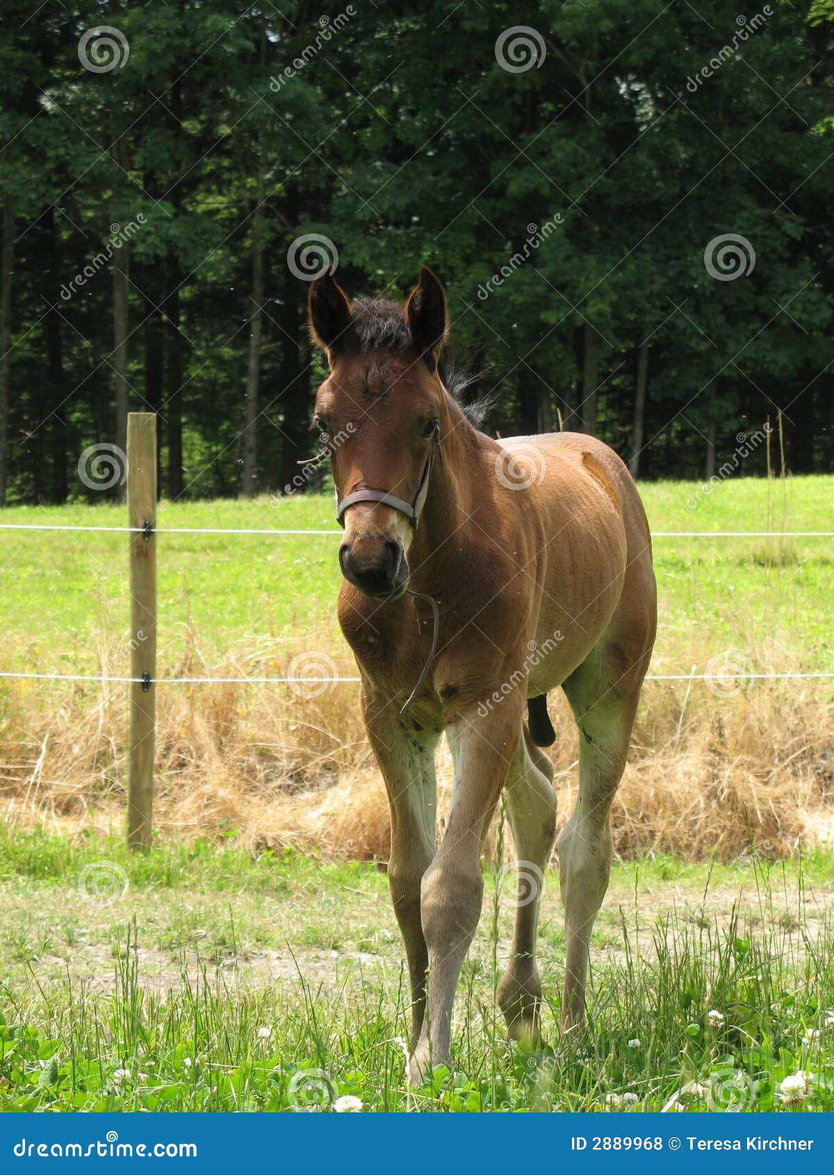 Poulain Frison De Cheval De Sport Photo stock - Image du zone ...