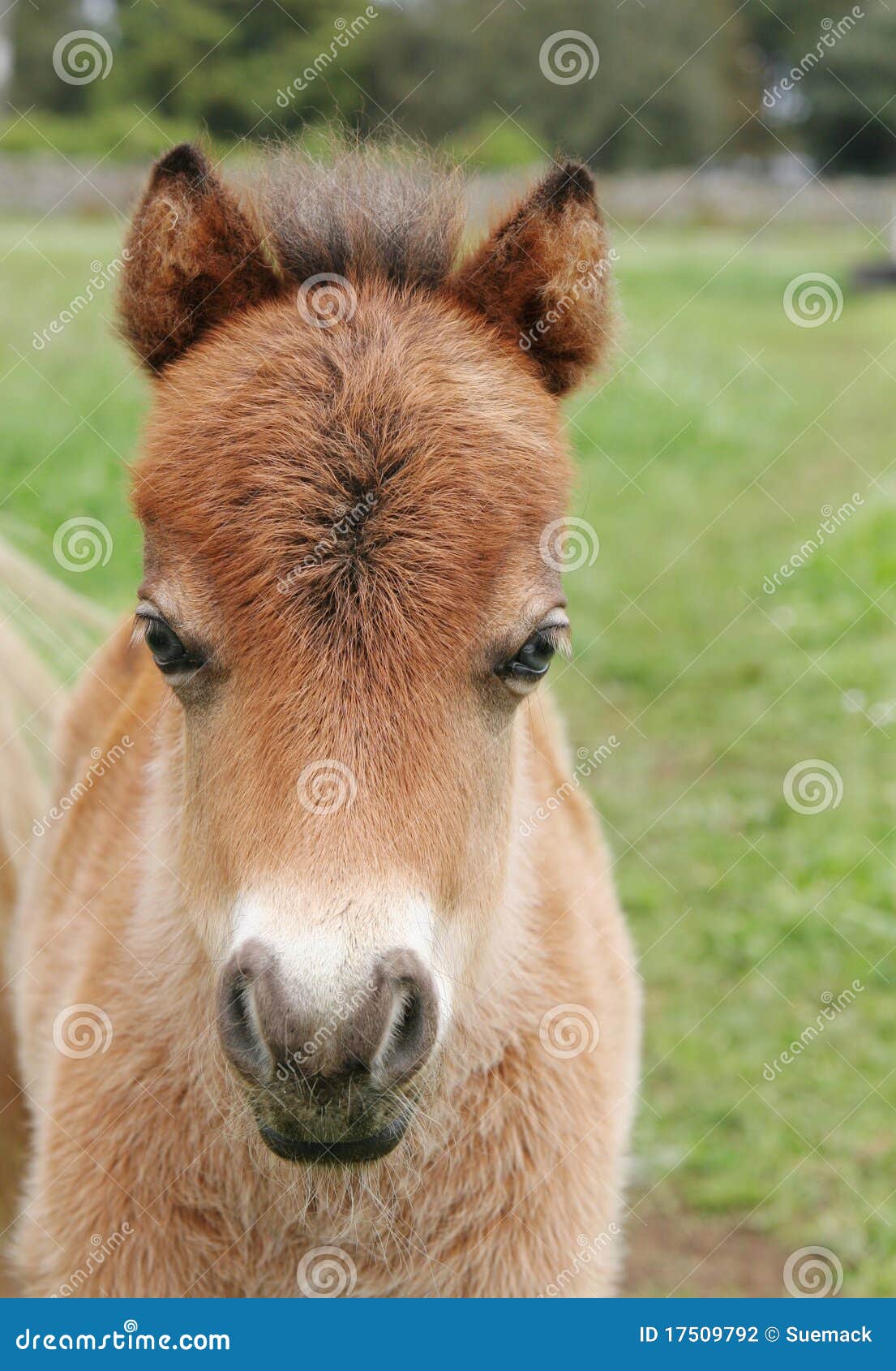 Poulain Miniature De Cheval Photo stock - Image du zone, ferme: 17509792