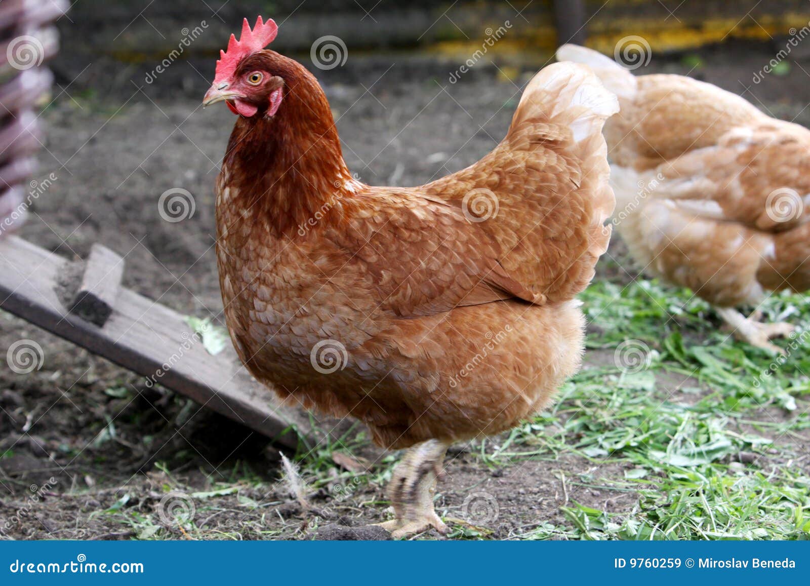 Poule image stock. Image du poulet, cockerel, oiseaux - 9760259