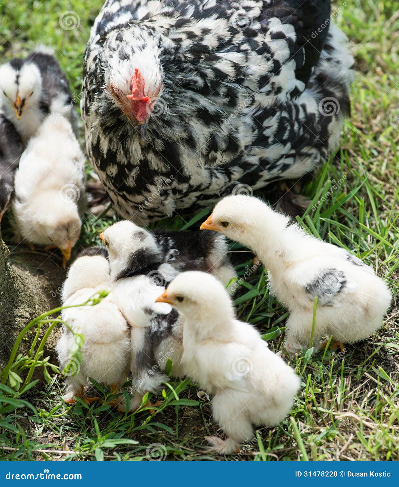 Poule avec des poussins photo stock. Image du garder - 31478220