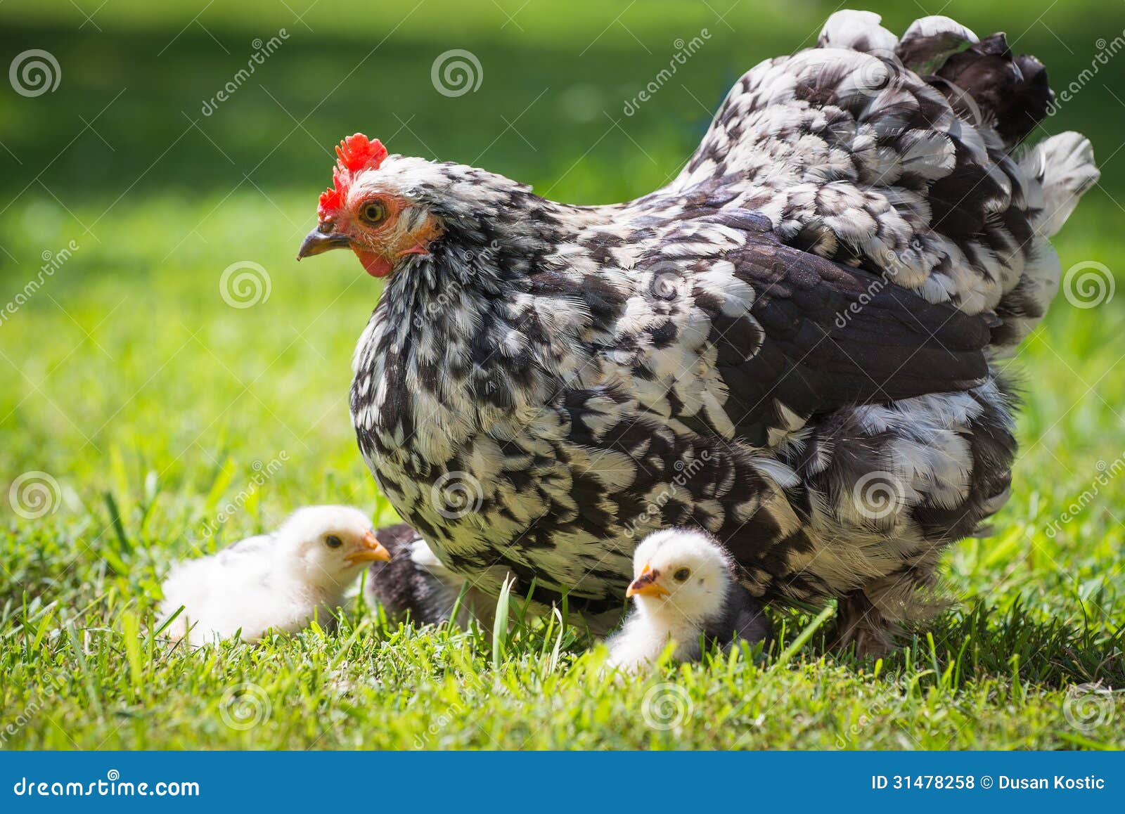 Poule avec des poussins photo stock. Image du progéniture - 31478258