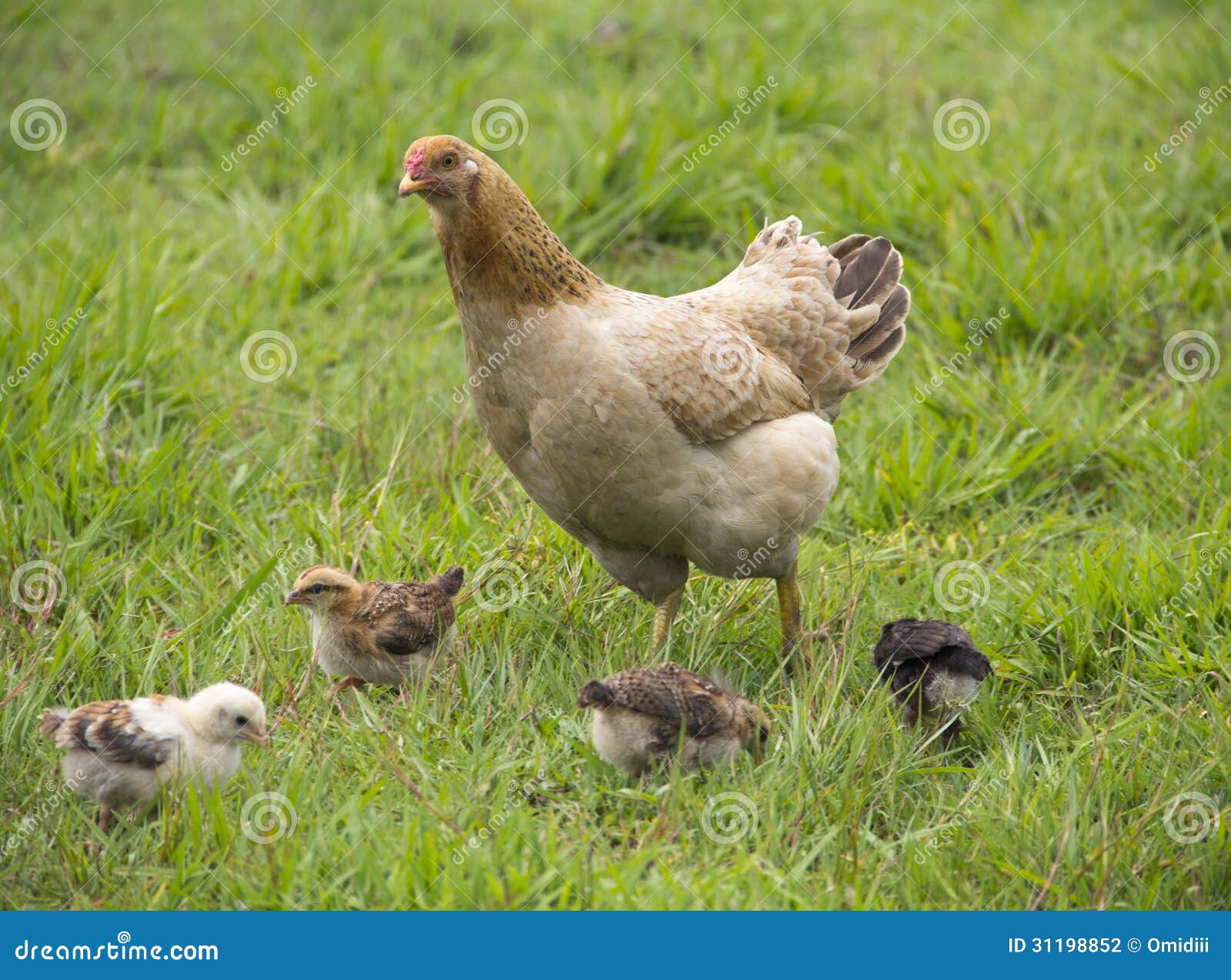 Poule De Mère Avec Ses Poussins Photo stock - Image du ferme, bétail ...
