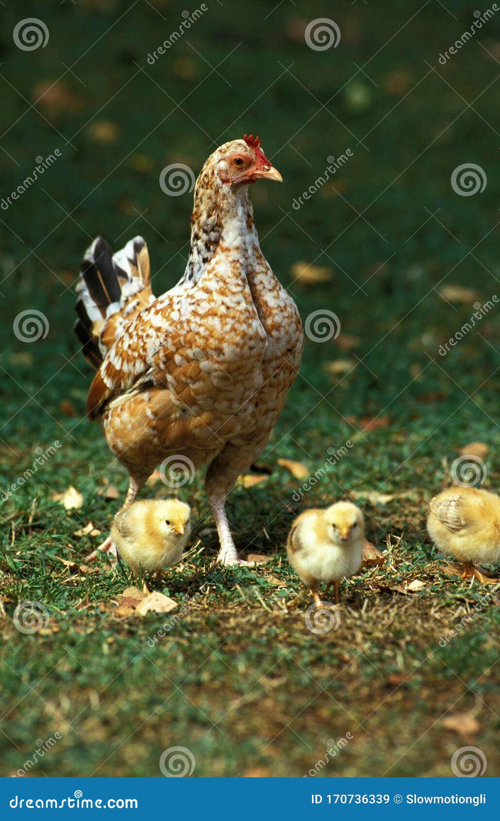 POULE ET POUSSIN stock image. Image of baby, poultry - 170736339