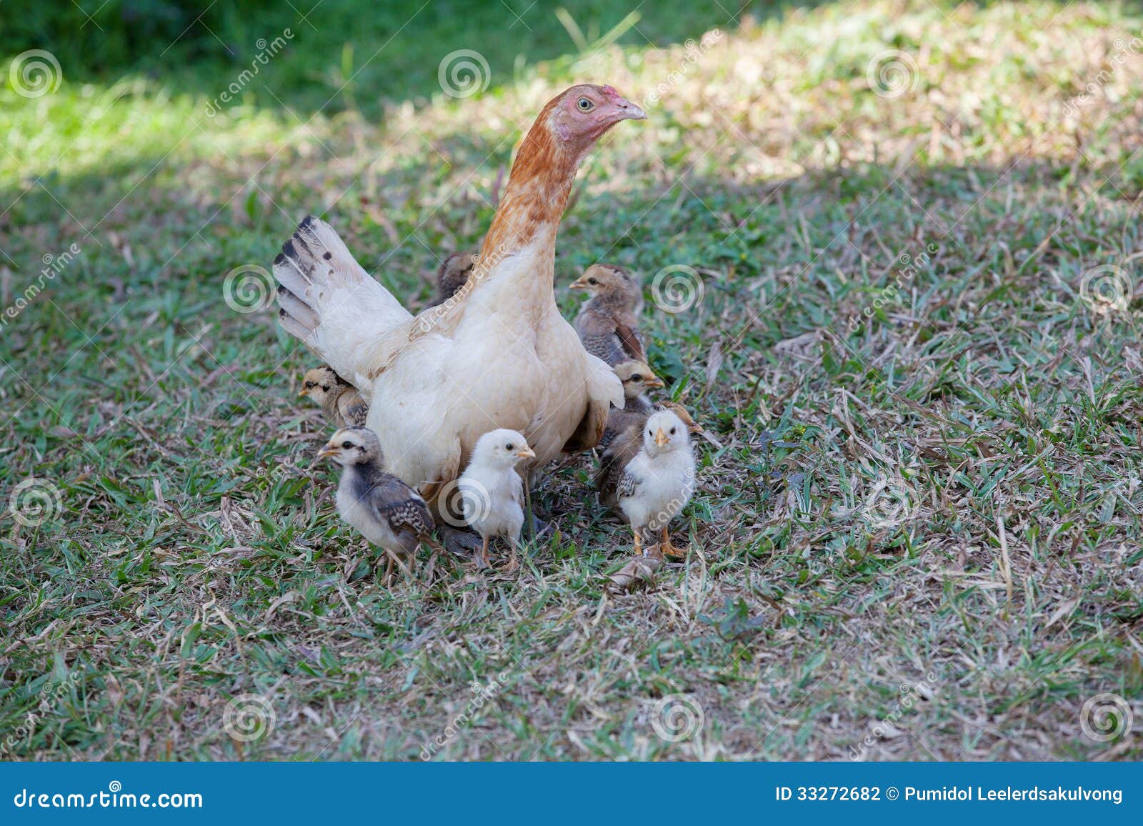 Poule et ses poussins photo stock. Image du nanas, volaille - 33272682