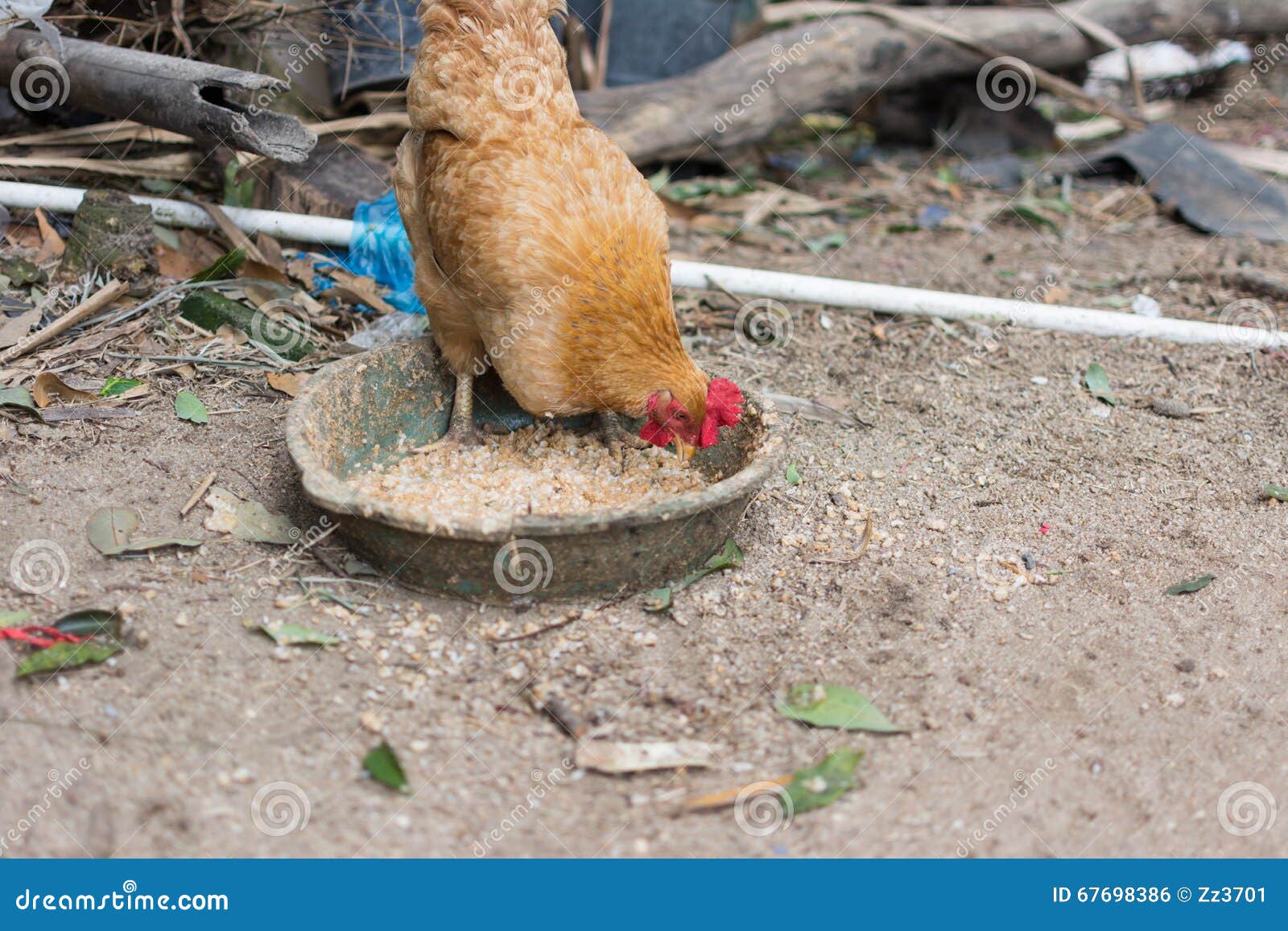 Poule Mangeant De La Nourriture Photo stock - Image du manger, poulet ...