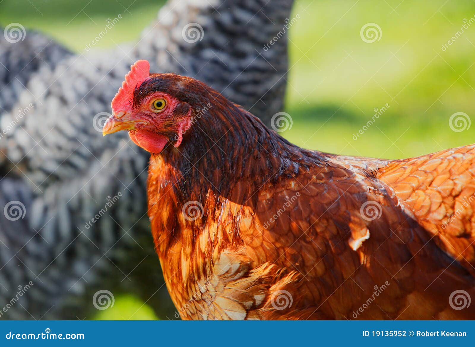 Poule rouge photo stock. Image du affermage, femelle - 19135952