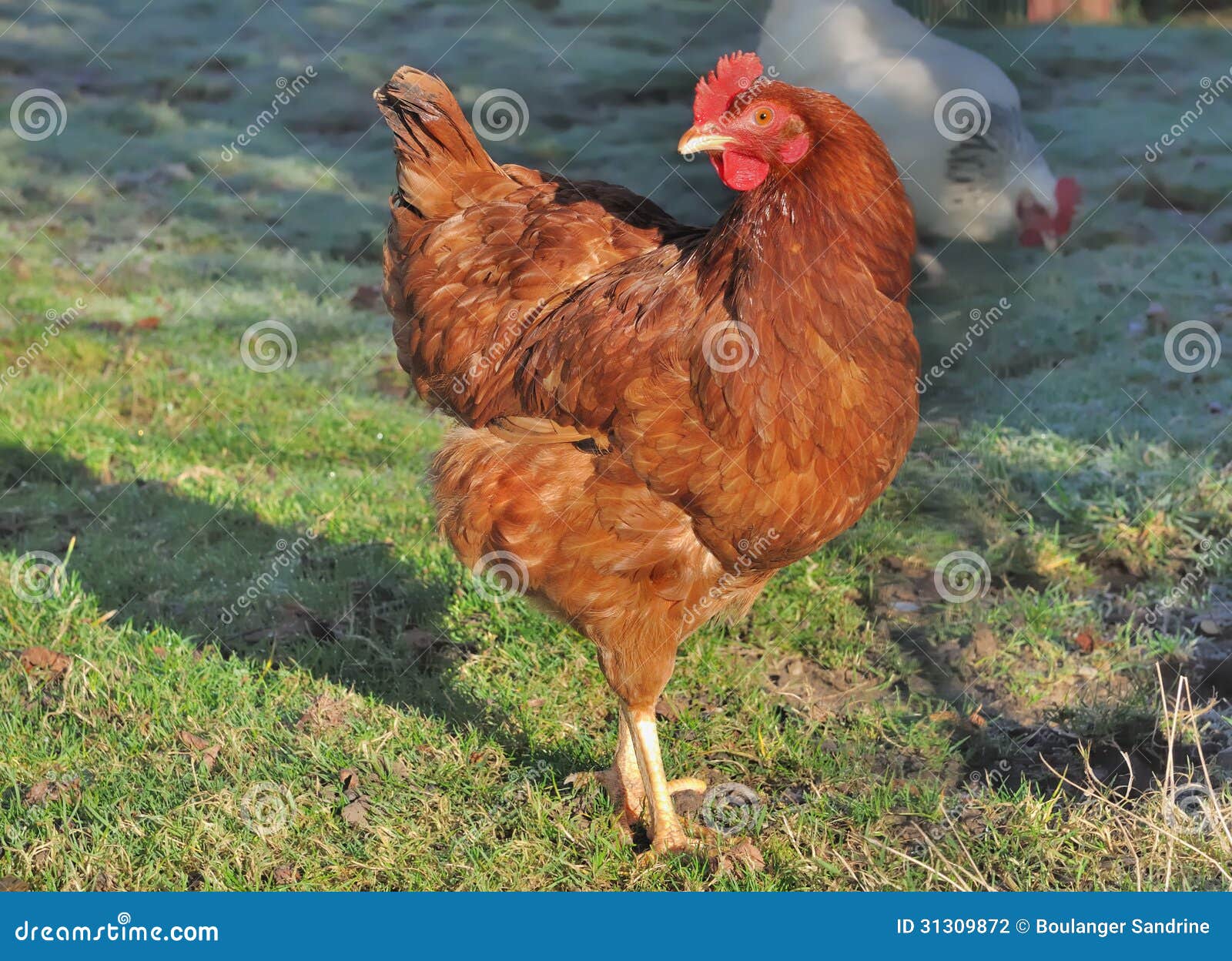 Poules rouges photo stock. Image du jardin, plumage, affermage - 31309872