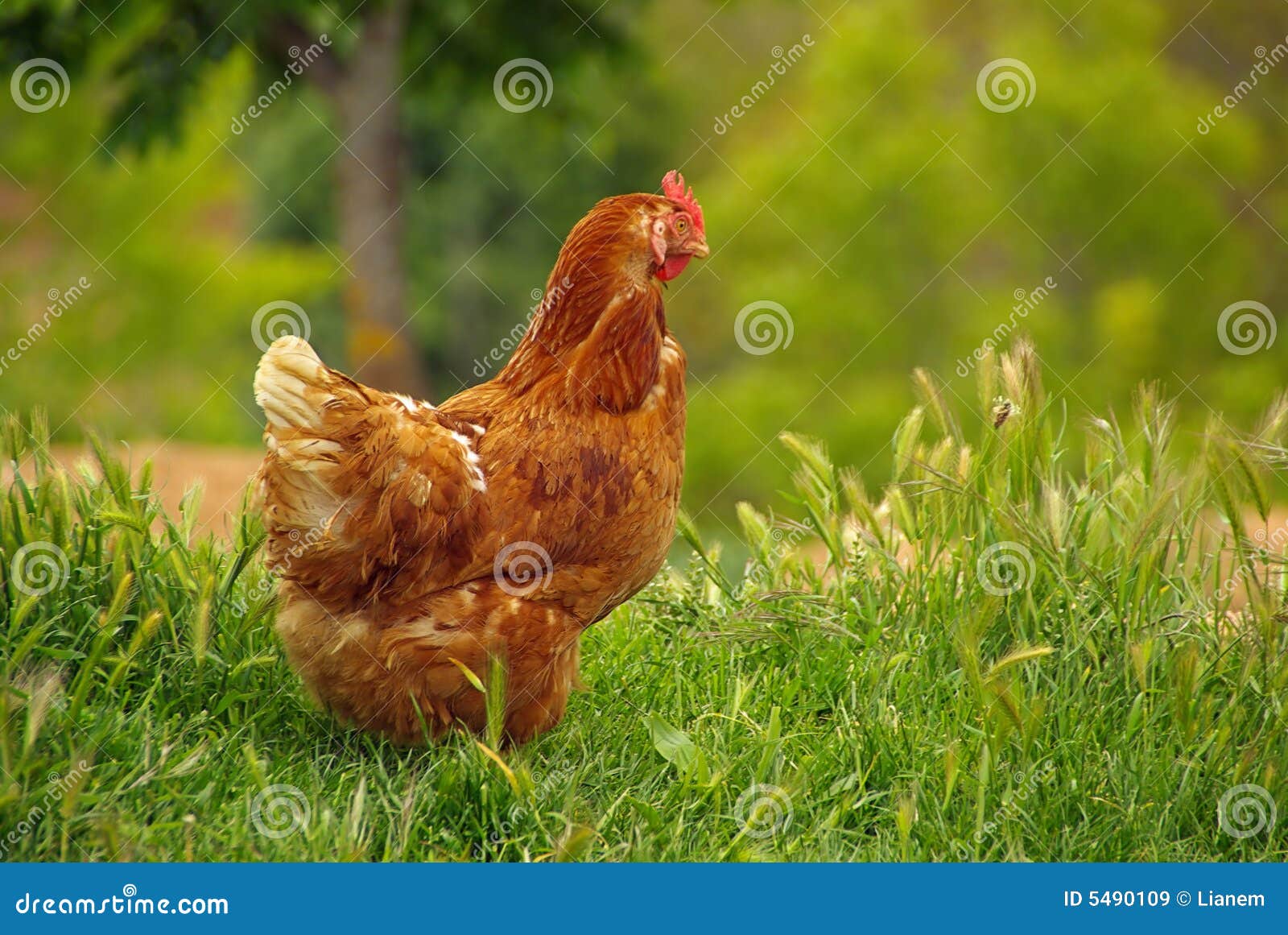 Poulet 02 image stock. Image du libre, poulet, pâturage - 5490109