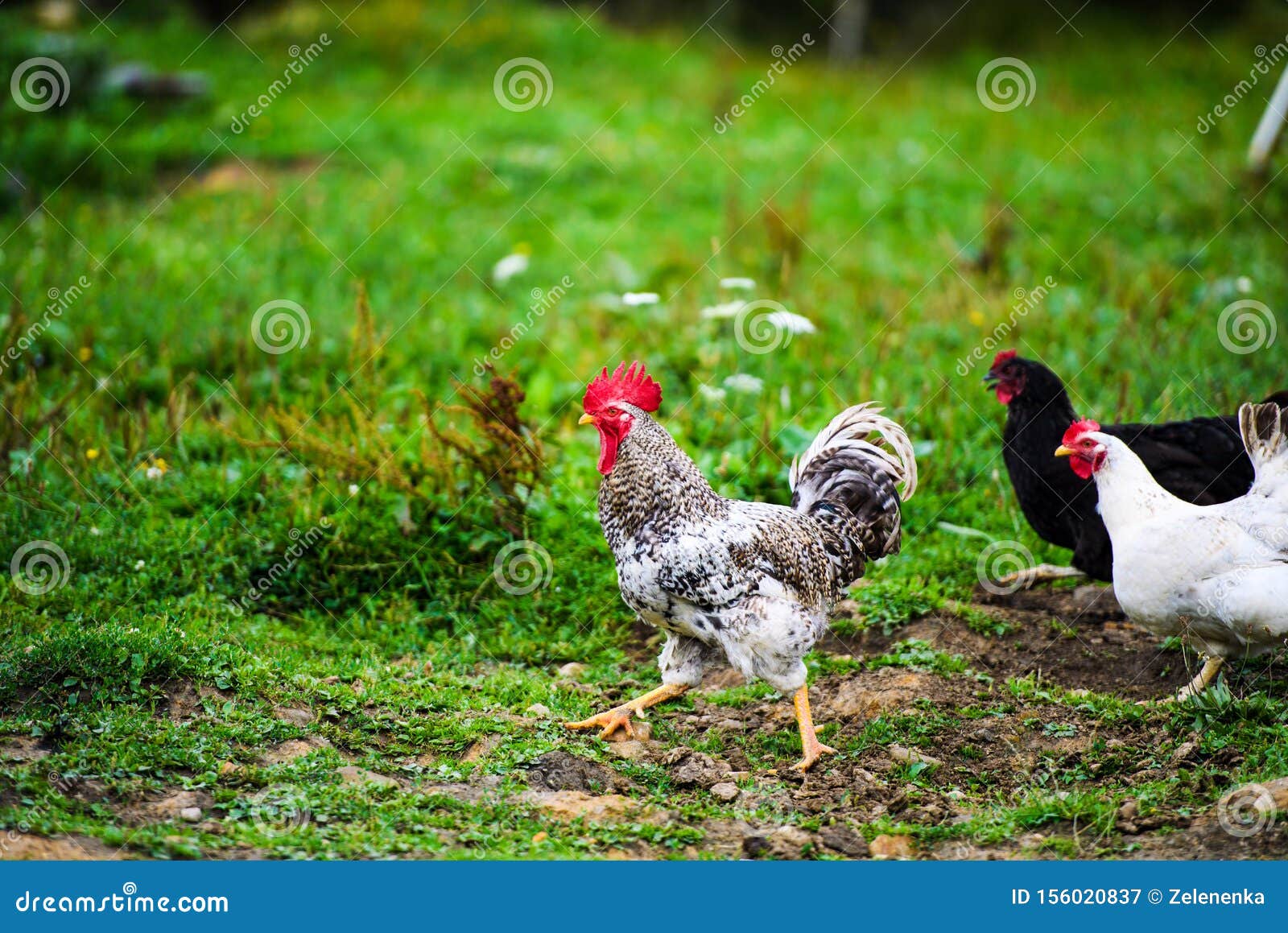 Poulet dans une ferme image stock. Image du viande, pré - 156020837