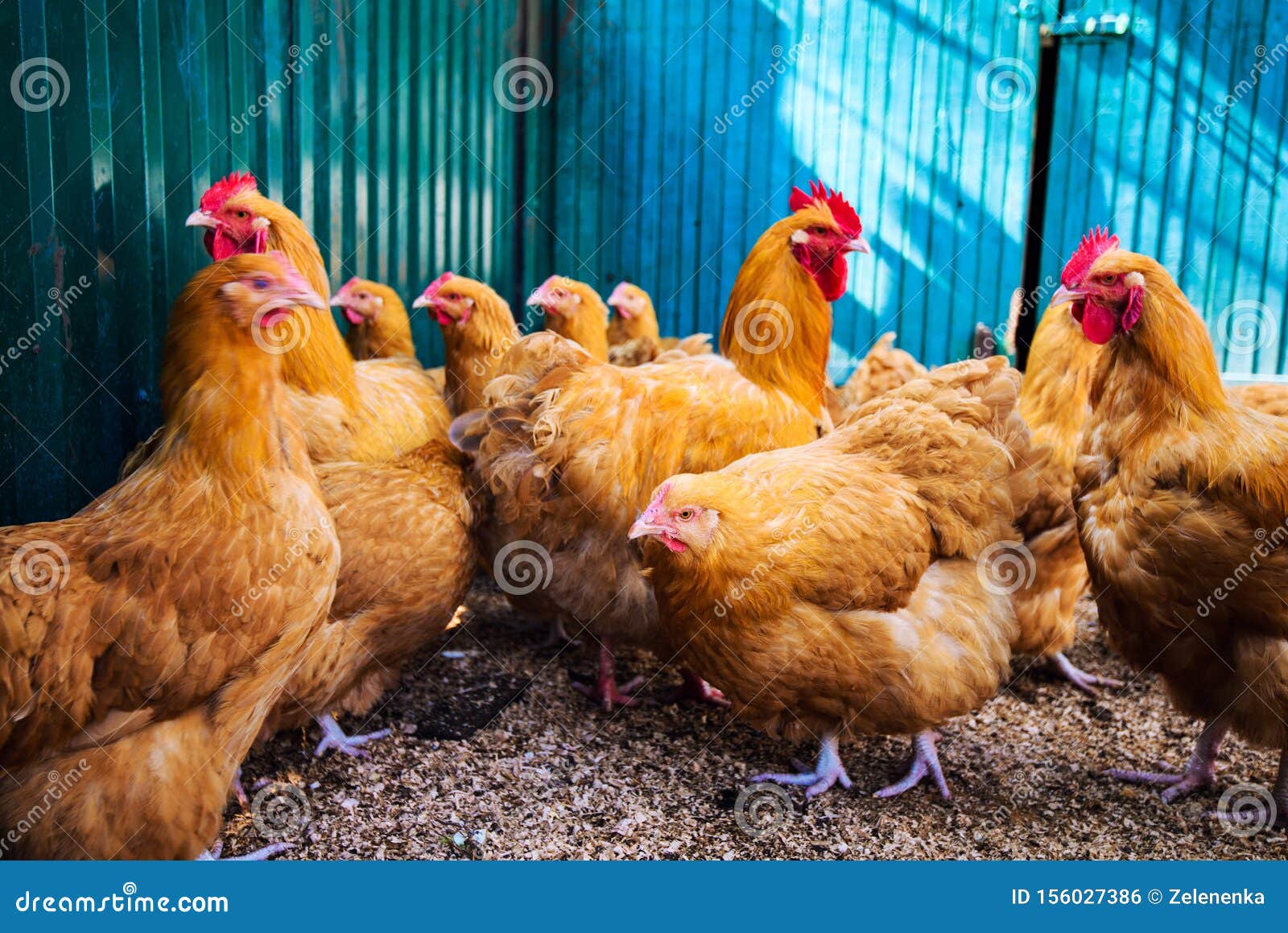 Poulet dans une ferme photo stock. Image du nana, agriculture - 156027386