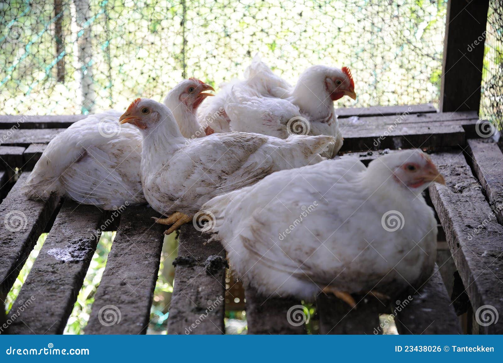 Poulet Dans Une Ferme Avicole Photo stock - Image du patte, couche ...