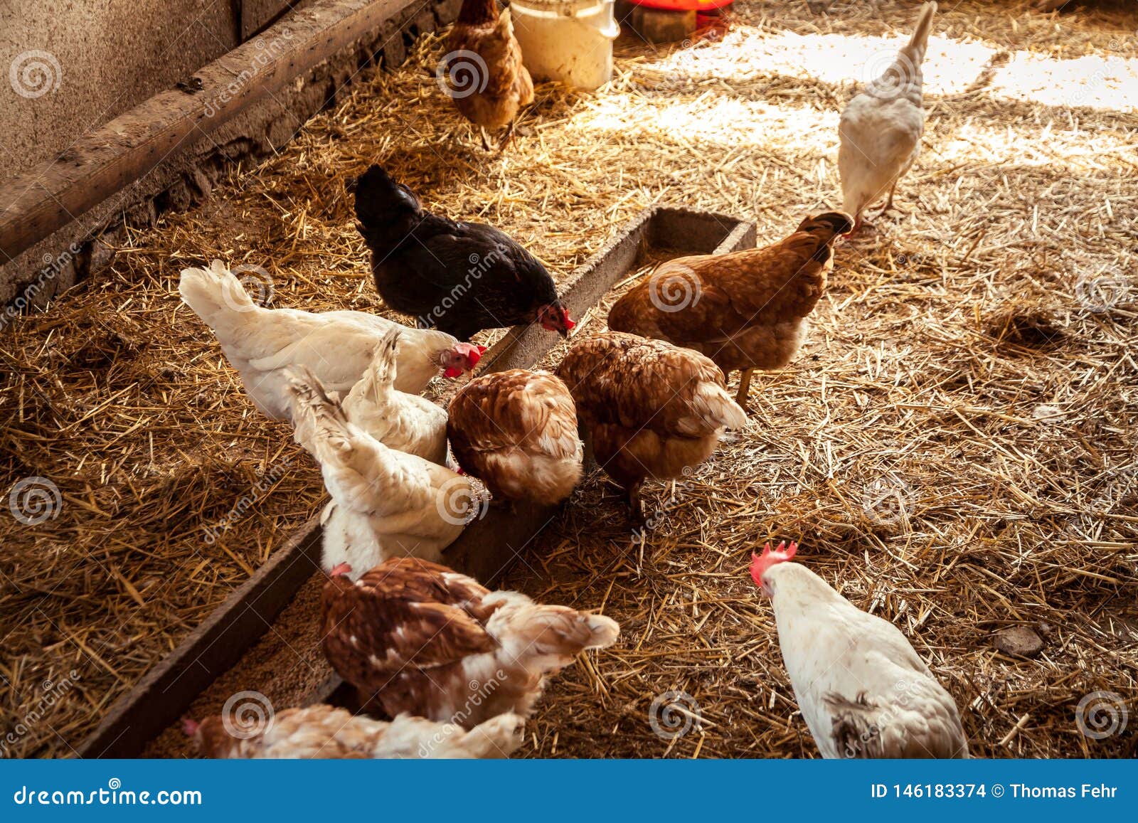 Poulet Dans Une Ferme Traditionnelle Photo stock - Image du pré, normal ...