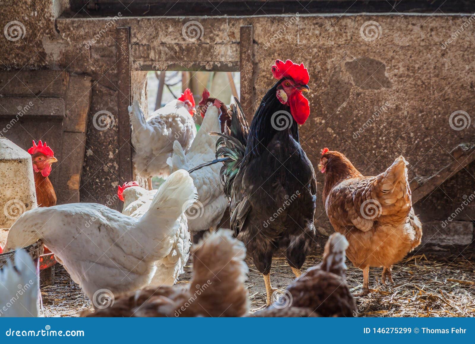 Poulet dans une ferme image stock. Image du nature, campagne - 146275299