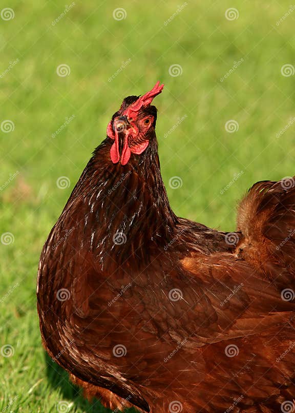 Poulet De Rouge De Rhode Island Image stock - Image du agriculture ...