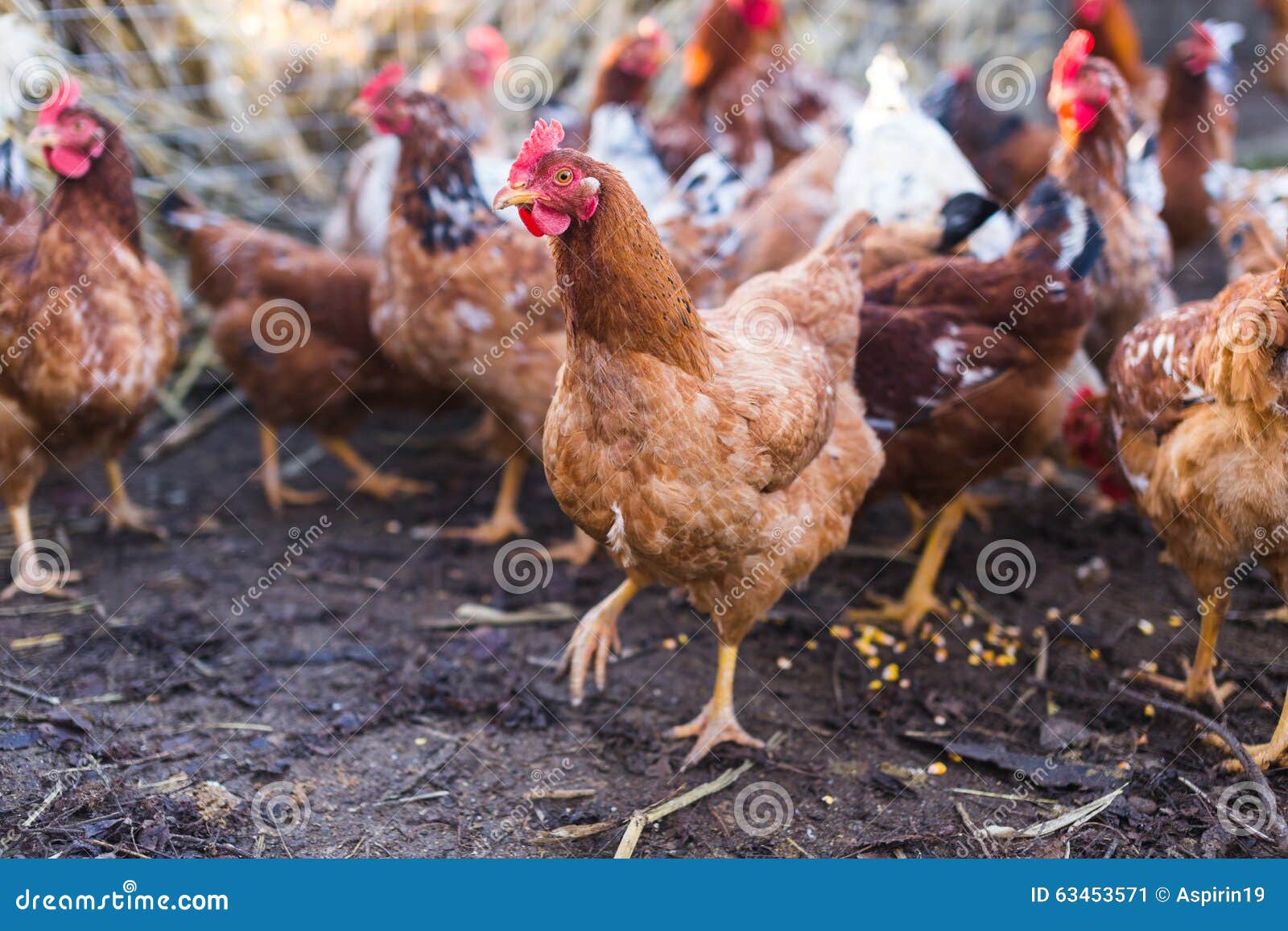 Poulet domestique de ferme image stock. Image du domestique - 63453571