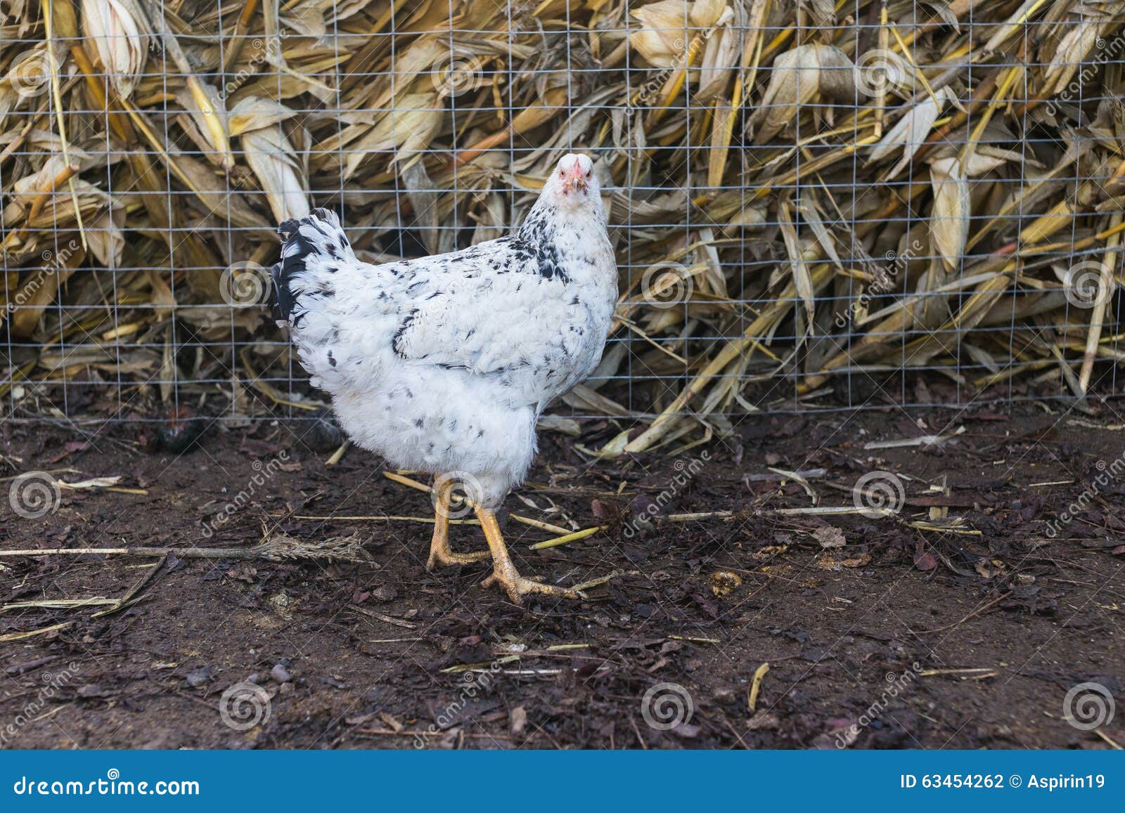 Poulet domestique de ferme photo stock. Image du coloré - 63454262