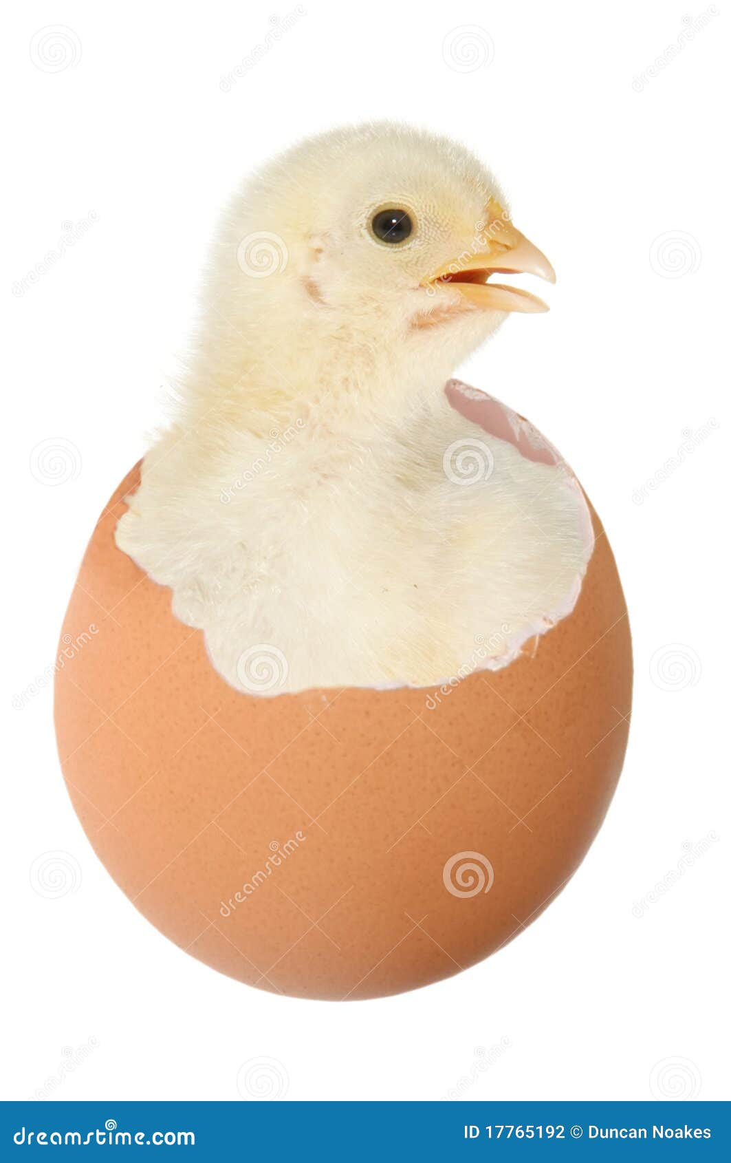 Poulet en oeuf photo stock. Image du mignon, chéri, trappe - 17765192