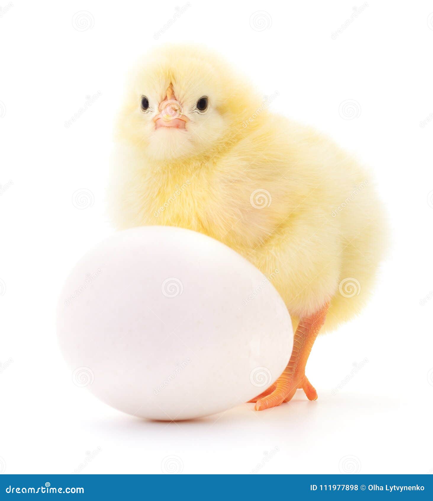 Poulet et oeuf photo stock. Image du couleur, animaux - 111977898