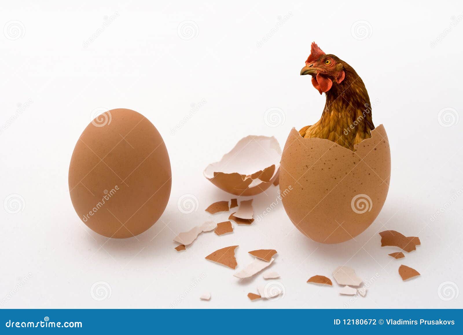 Poulet ou oeuf photo stock. Image du eggshell, concept - 12180672