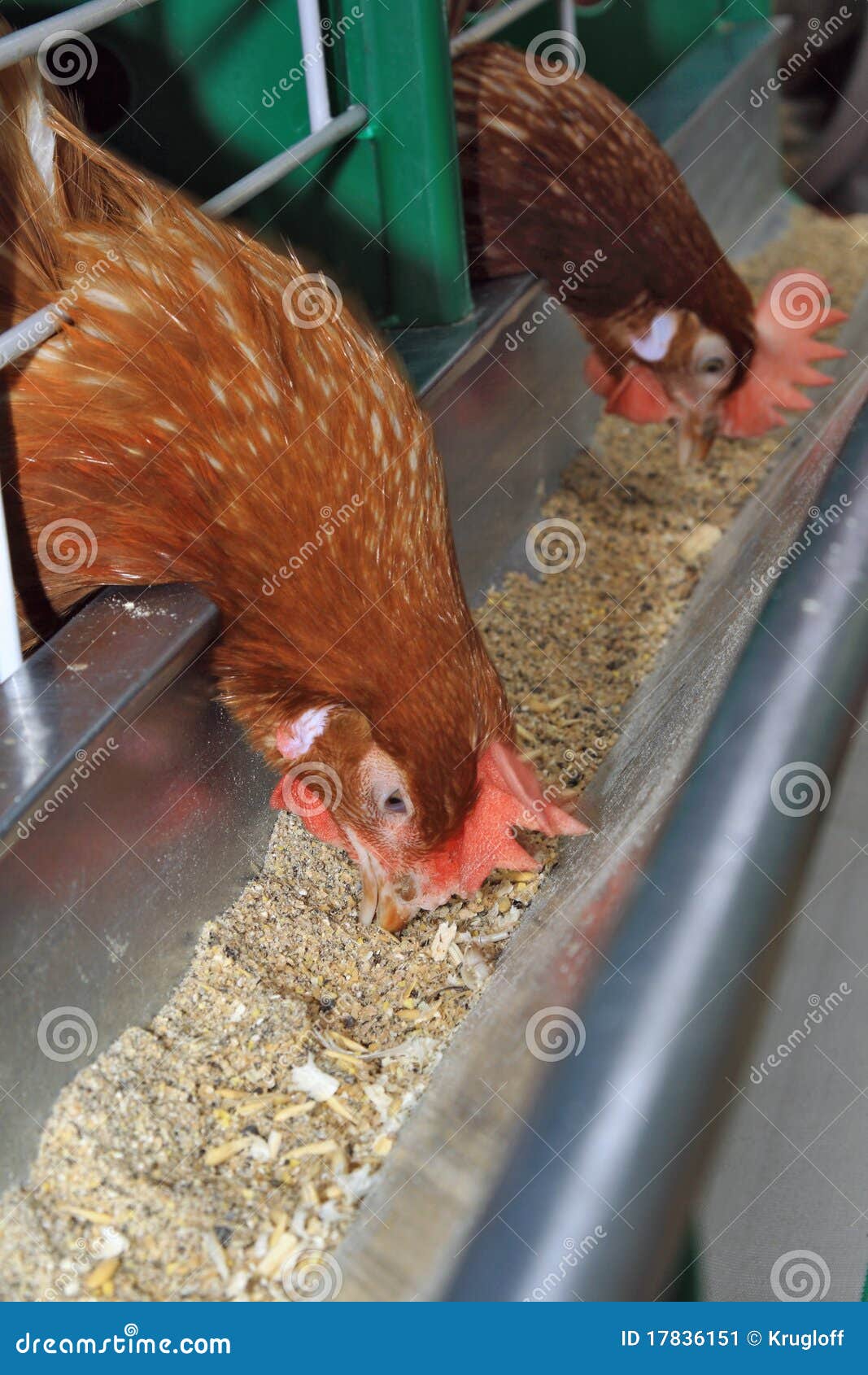 Poulet rouge image stock. Image du agriculture, industrie - 17836151