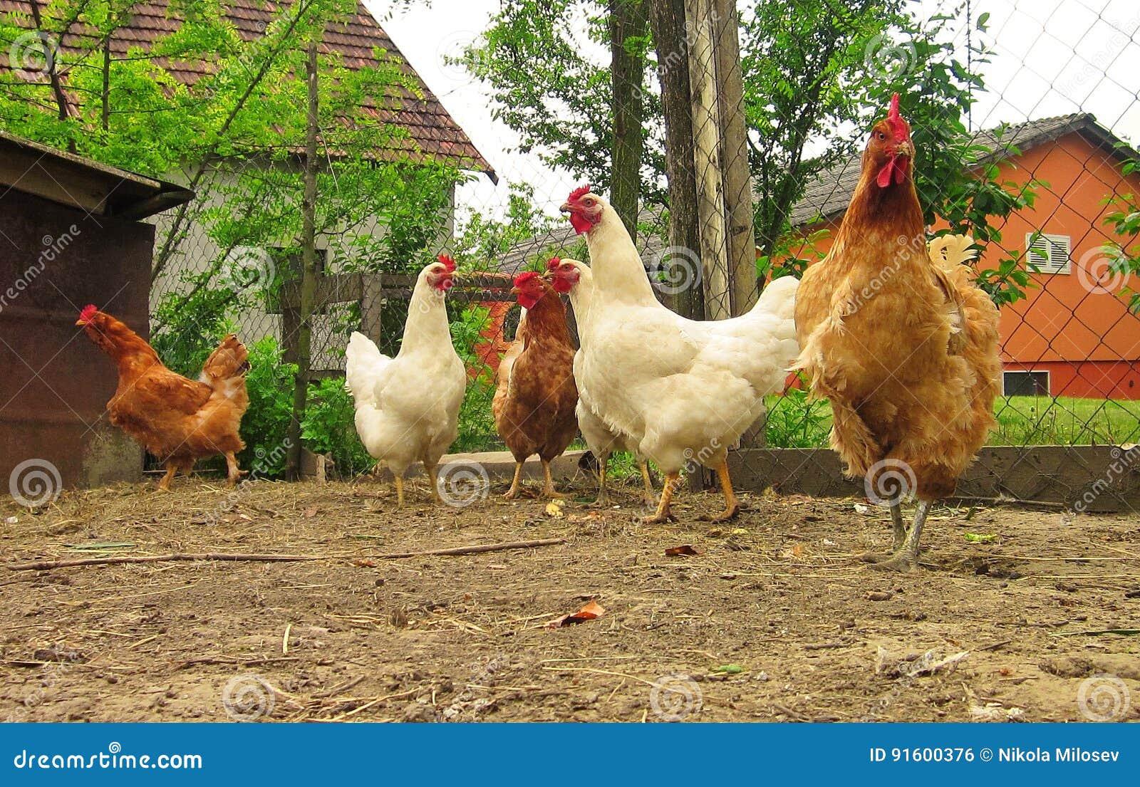 Images Poulets - Téléchargez 23,971 Photos libres de droits