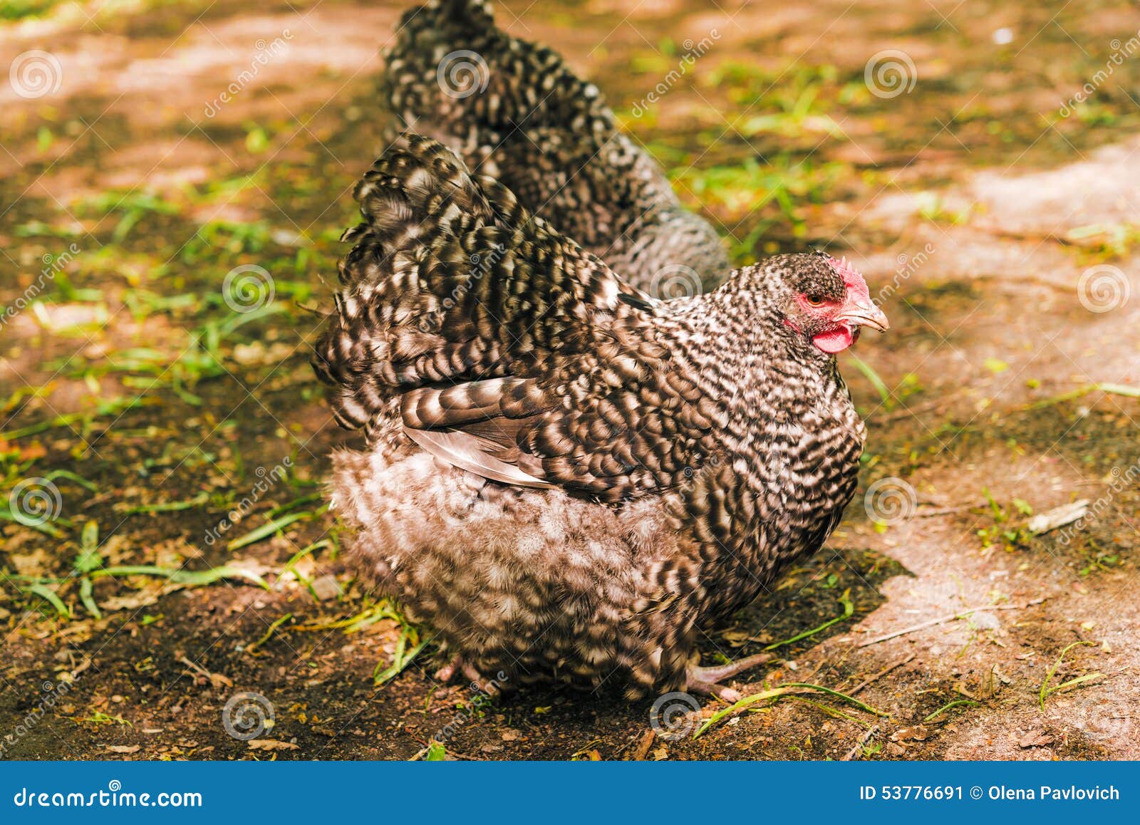 Poulets sur le pays image stock. Image du fermer, vert - 53776691