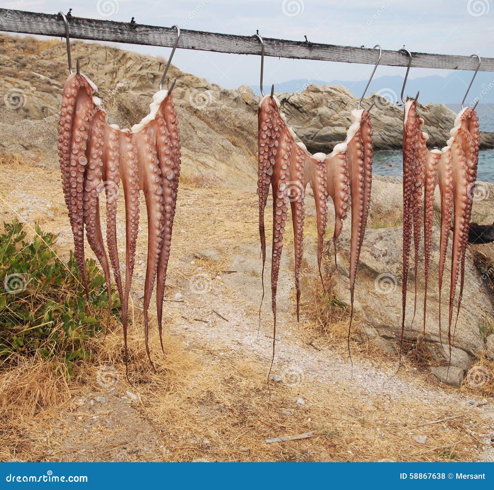 Hanging Poulp Photos - Free & Royalty-Free Stock Photos from Dreamstime