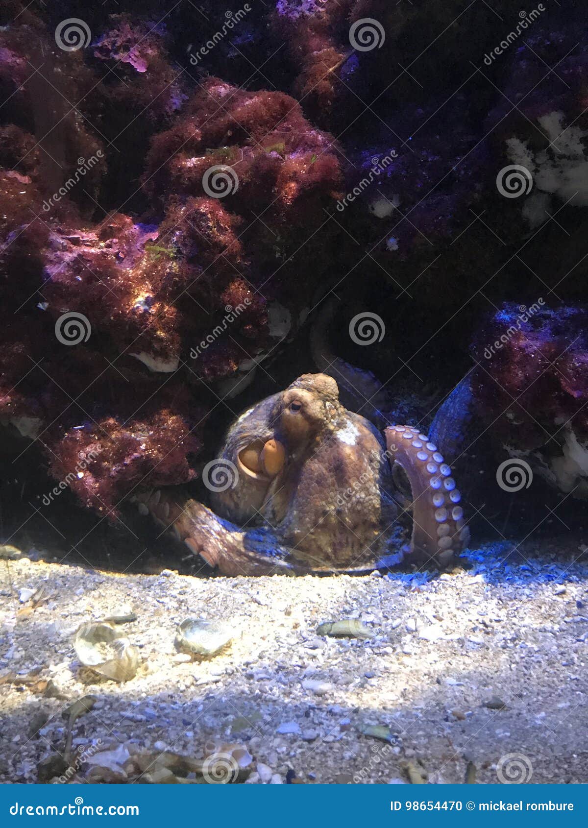 Poulpe stock photo. Image of aquarium, ocean, saltwater - 98654470
