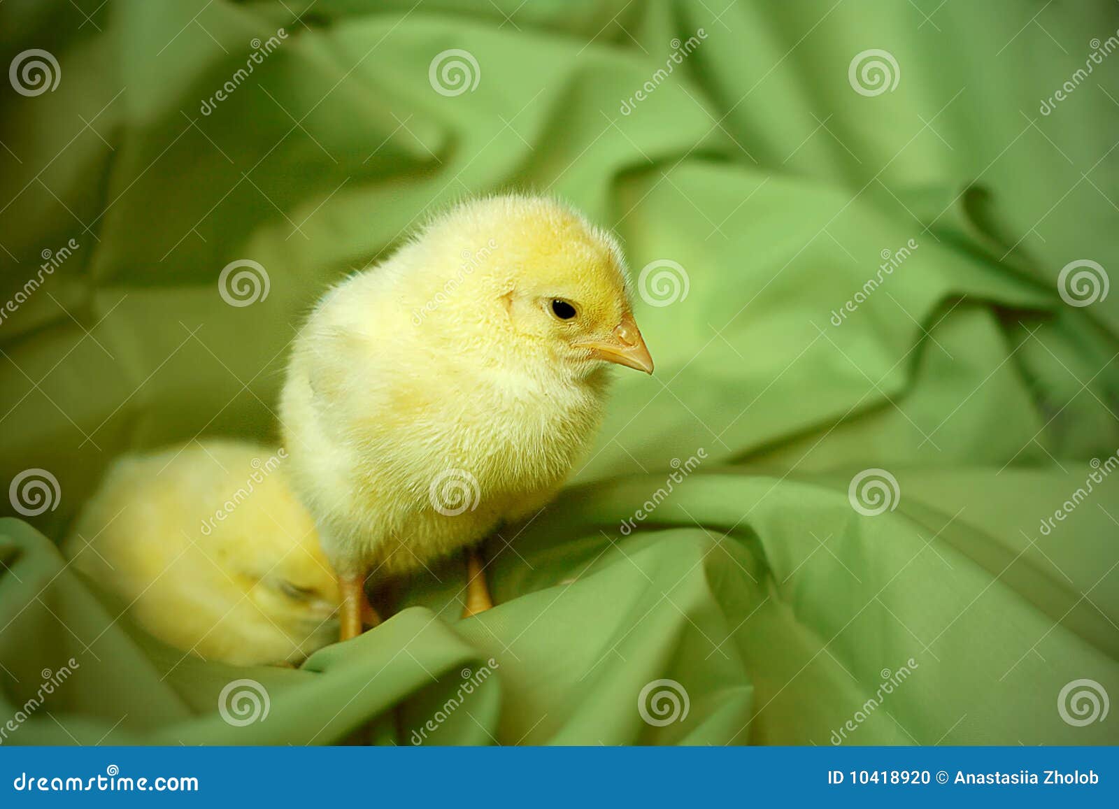Poult stock photo. Image of baby, chiken, fluffy, poultry - 10418920