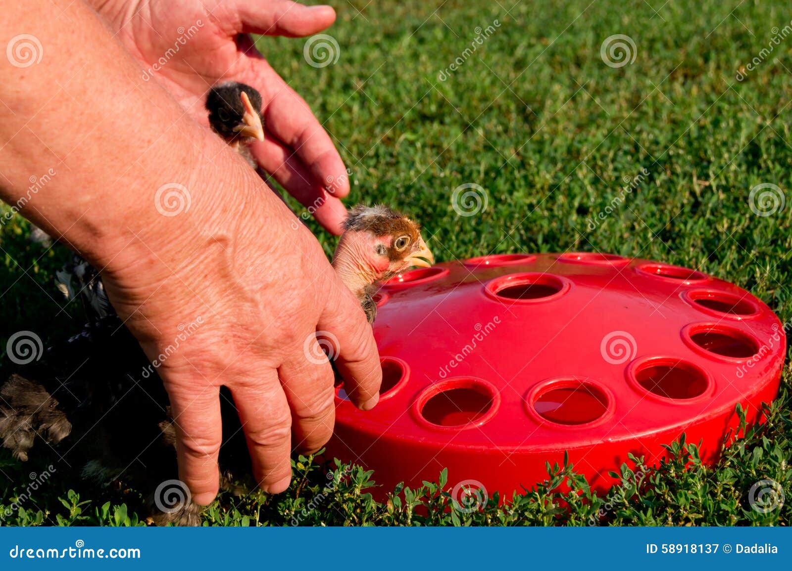 Poult stock image. Image of look, born, fluffy, nature - 58918137