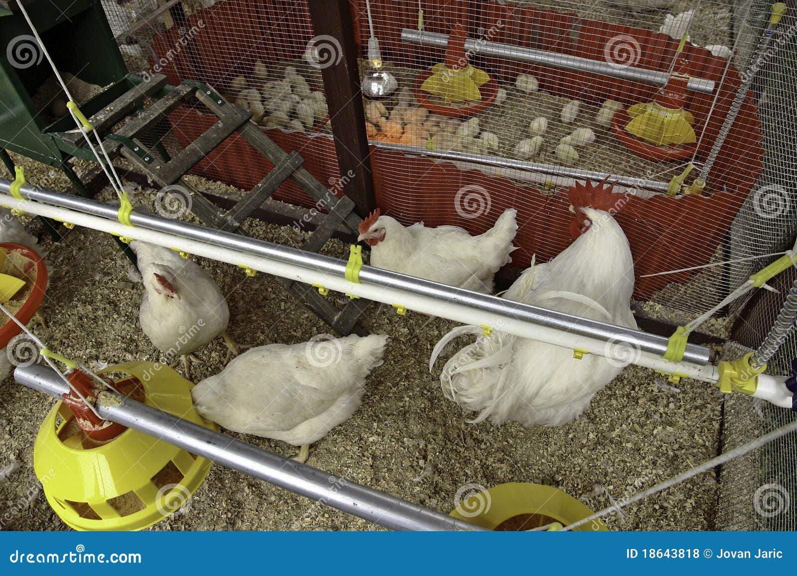 Poultry stock photo. Image of rooster, chicken, equipment - 18643818