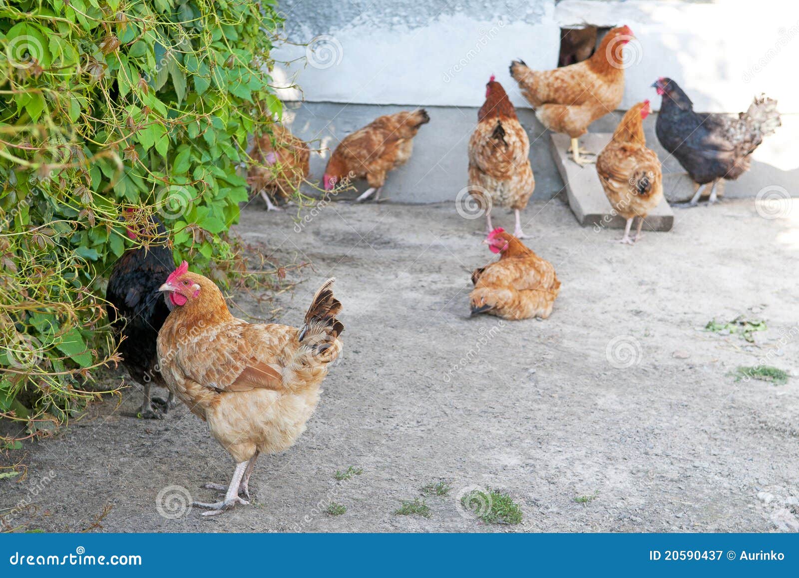 Poultry stock image. Image of domestic, nutrition, animals - 20590437