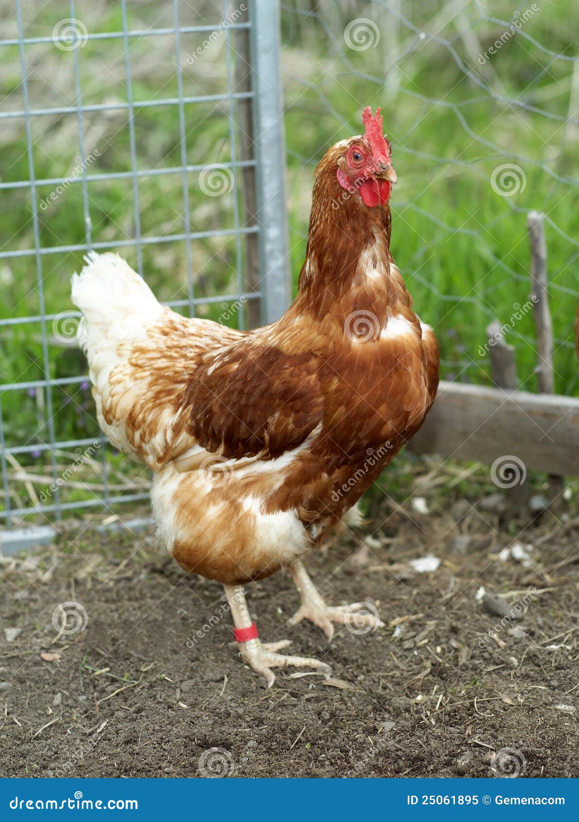 Poultry stock image. Image of wing, field, feeding, rooster - 25061895