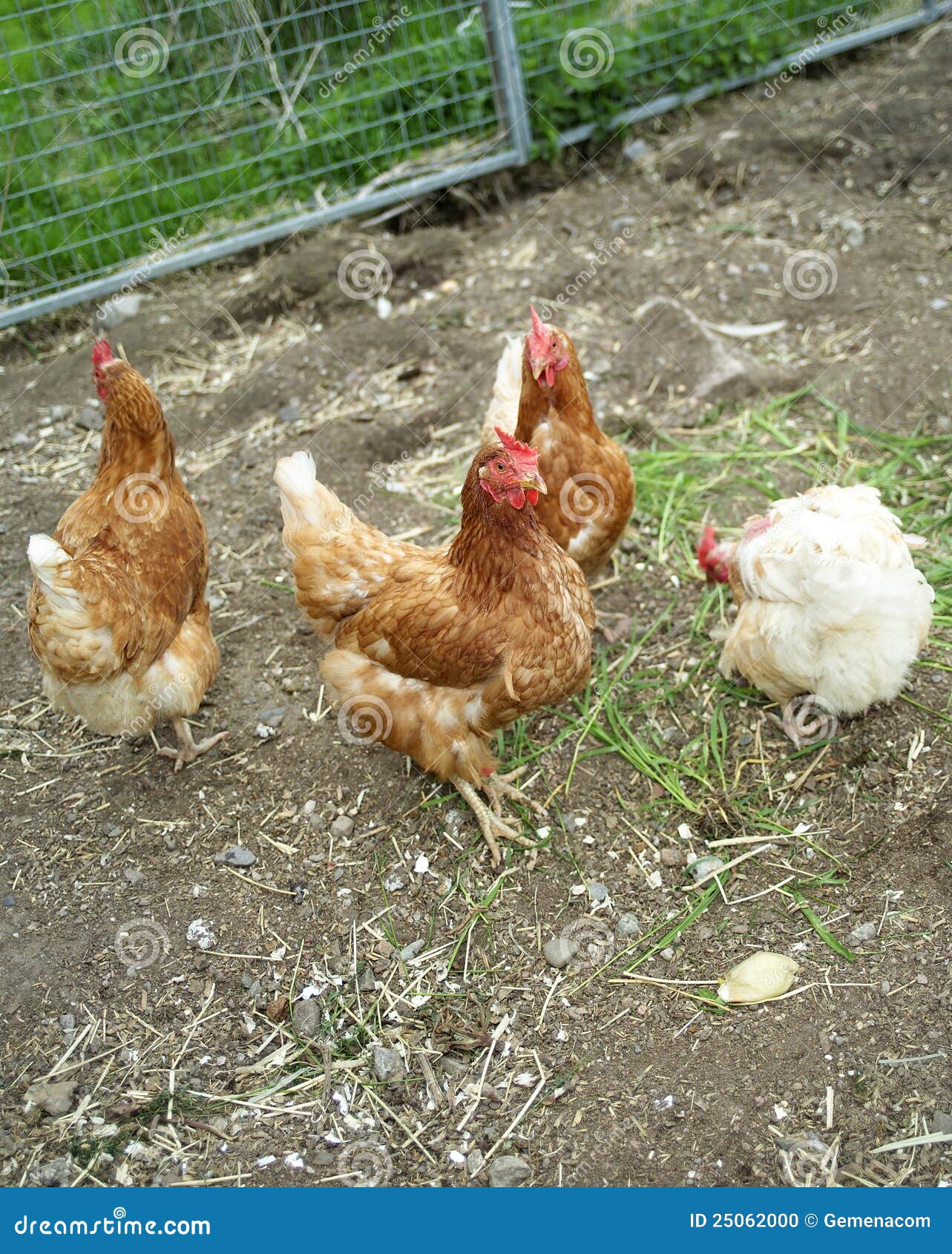 Poultrys Stock Photos - Free & Royalty-Free Stock Photos from Dreamstime