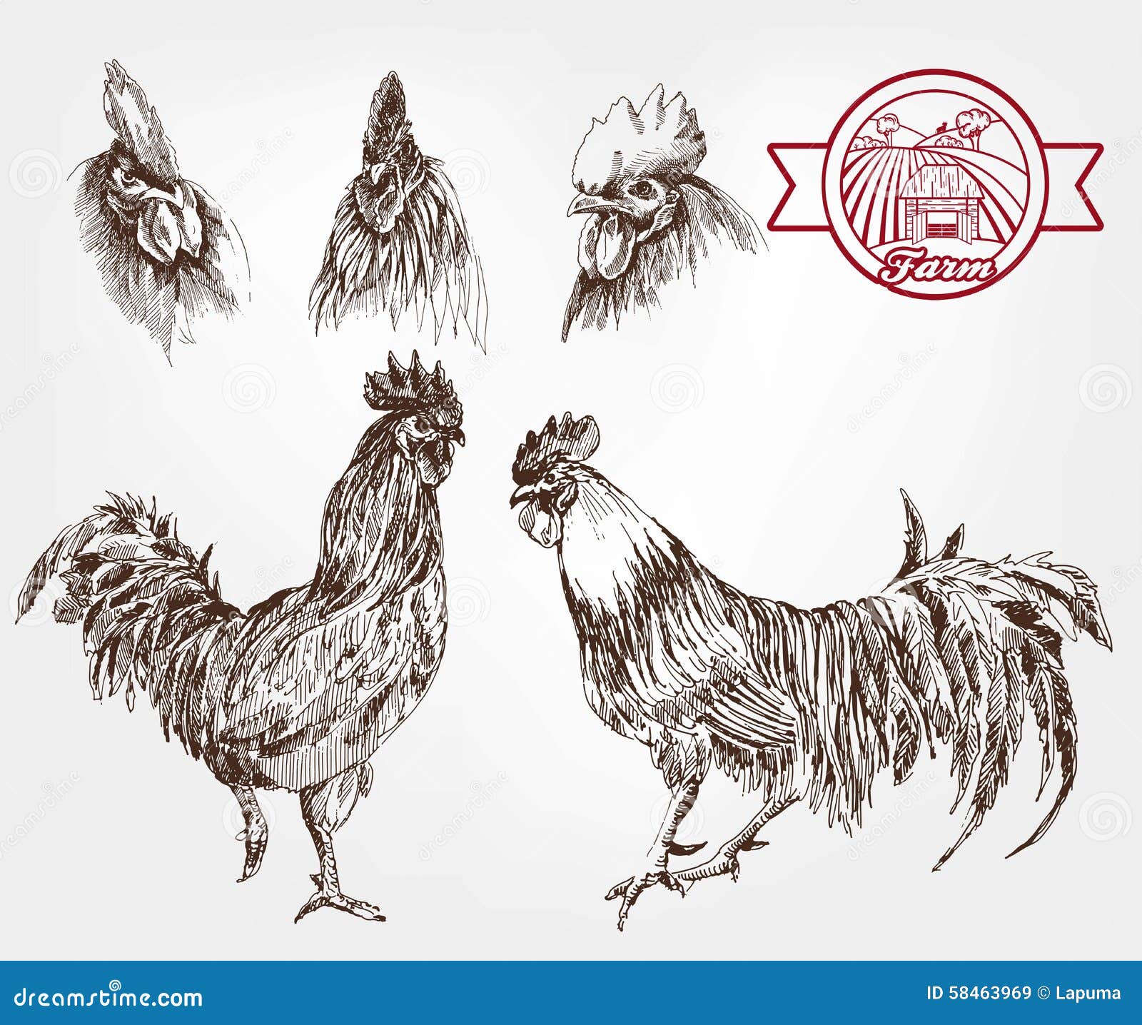Poultry breeding stock vector. Illustration of crest - 58463969