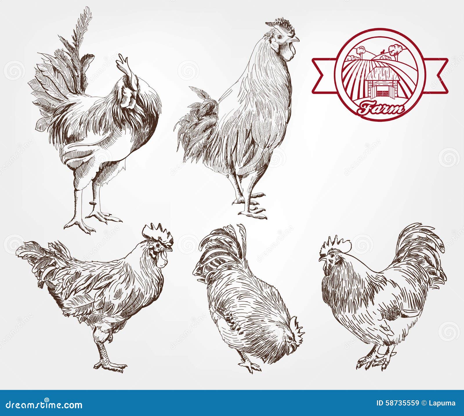 Poultry breeding stock vector. Illustration of fauna - 58735559