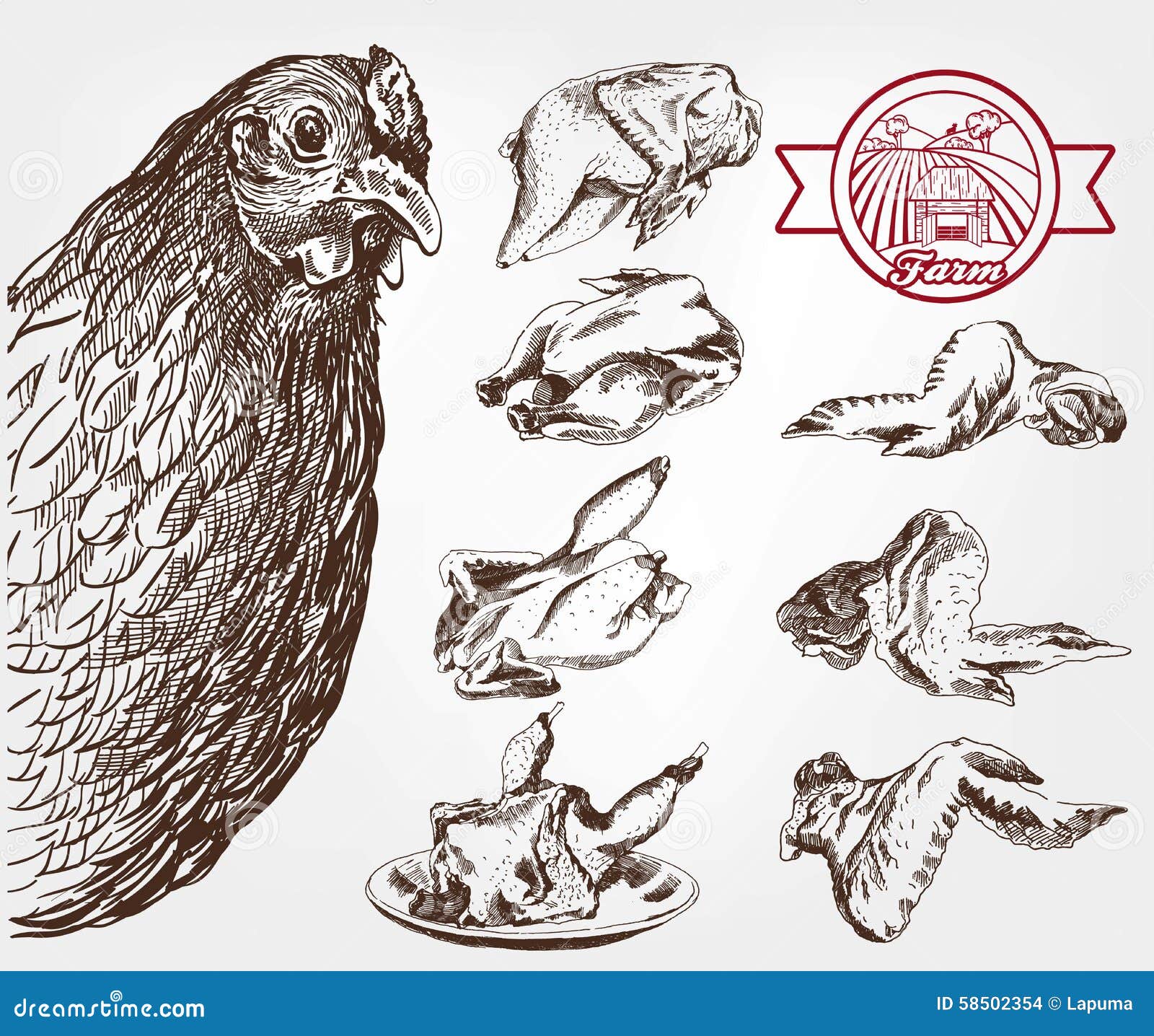 Poultry breeding stock vector. Illustration of carcasses - 58502354