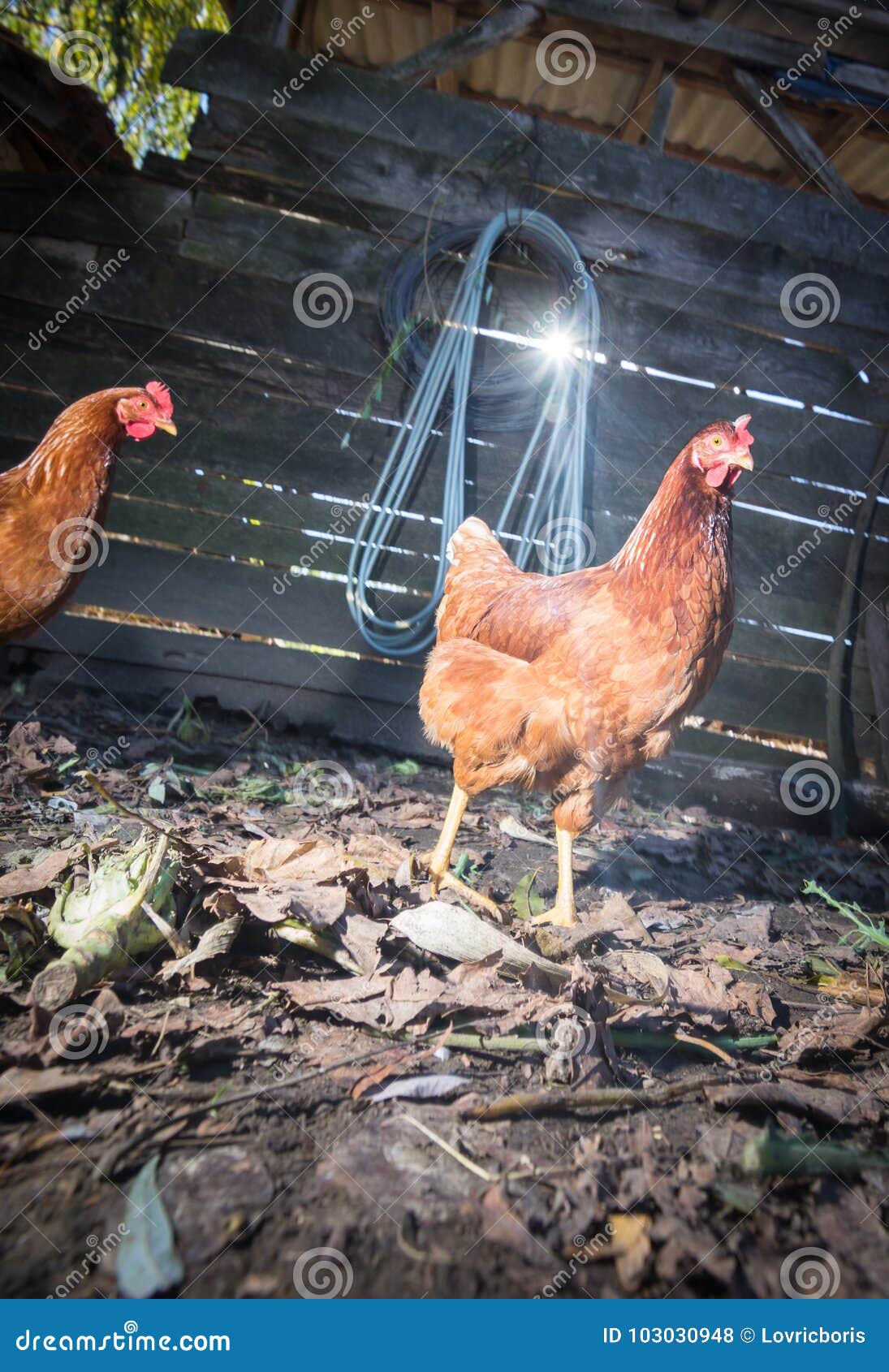 Poultry - Brown Layer Hens Free Range Stock Photo - Image of plumage ...