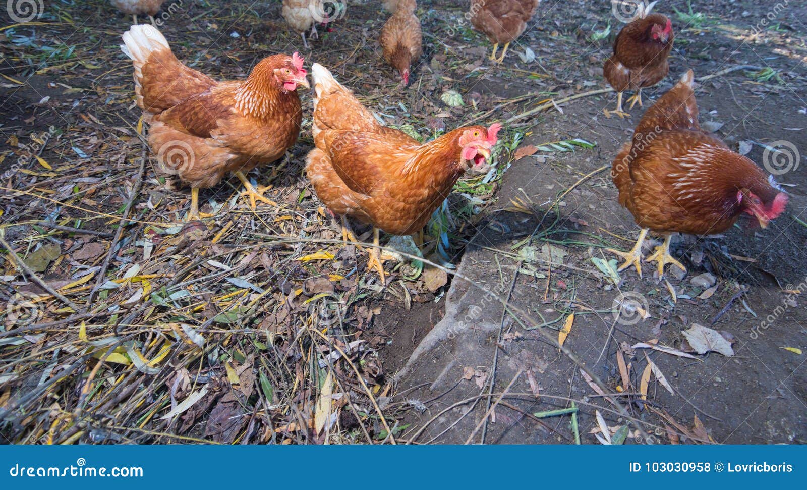 Poultry - Brown Layer Hens Free Range Stock Photo - Image of animal ...