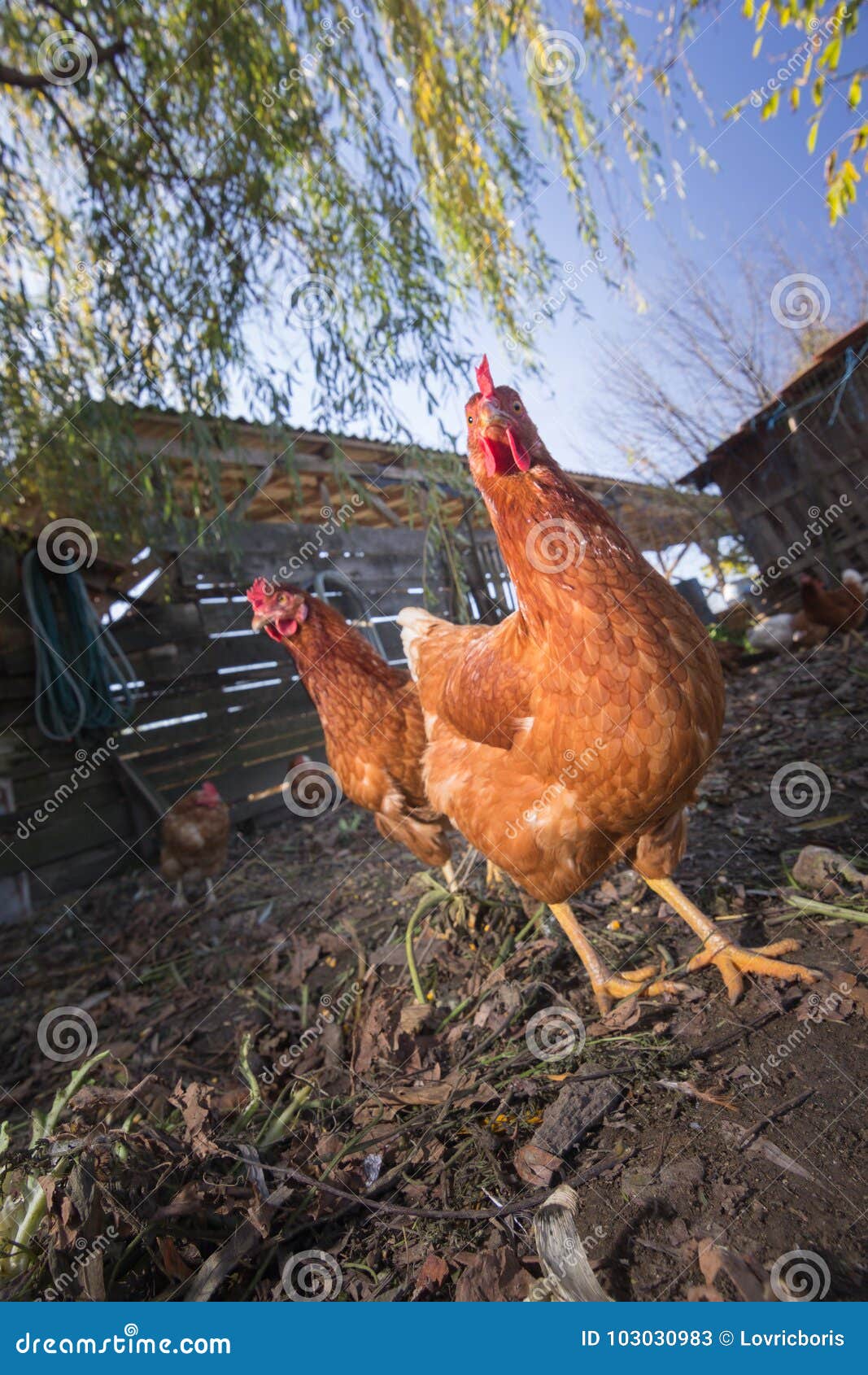 Poultry - Brown Layer Hens Free Range Stock Image - Image of hens ...