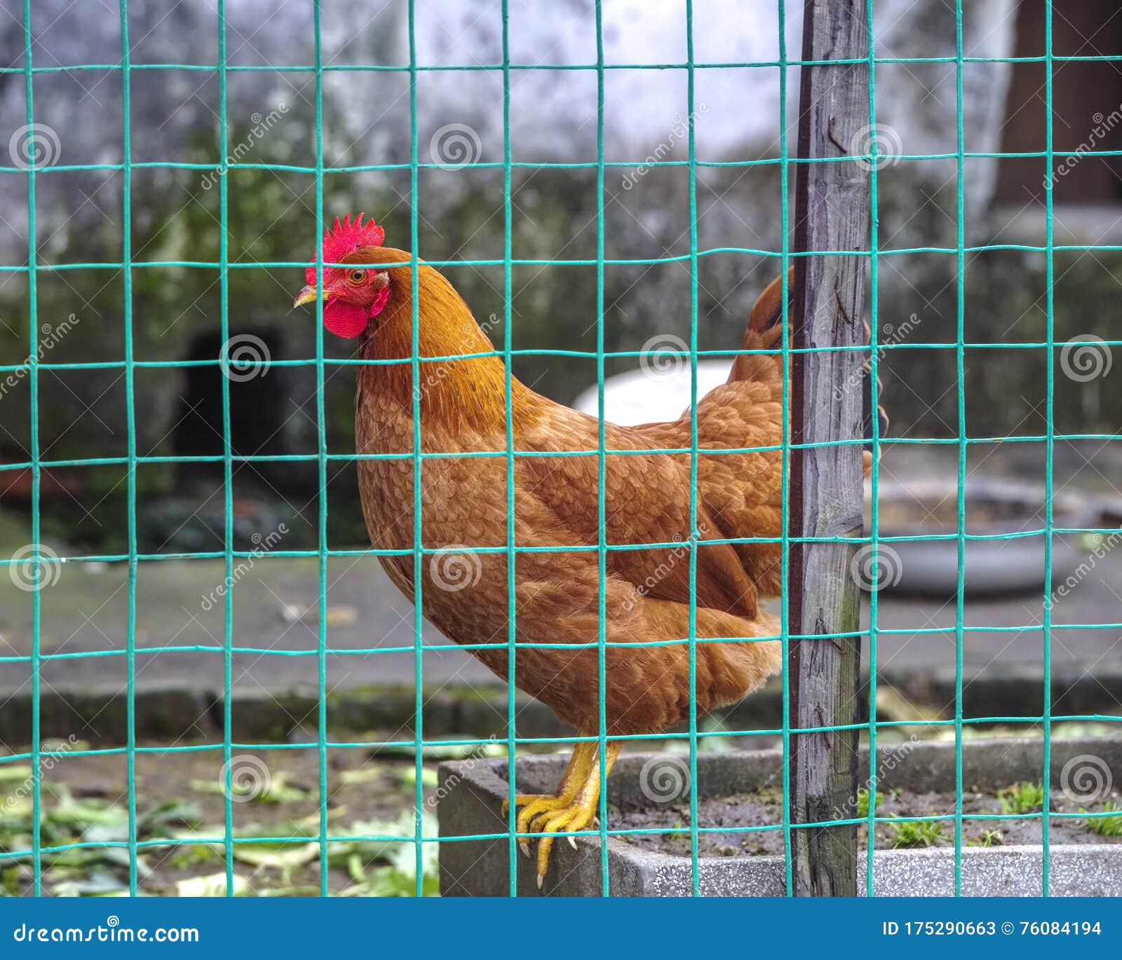Poultry Chickens Inside Barbed Wire. Stock Image - Image of front ...
