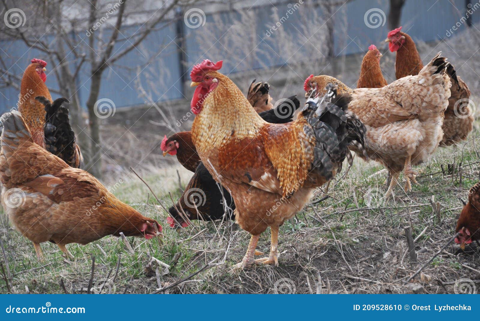 Poultry in the yard stock photo. Image of nature, feed - 209528610