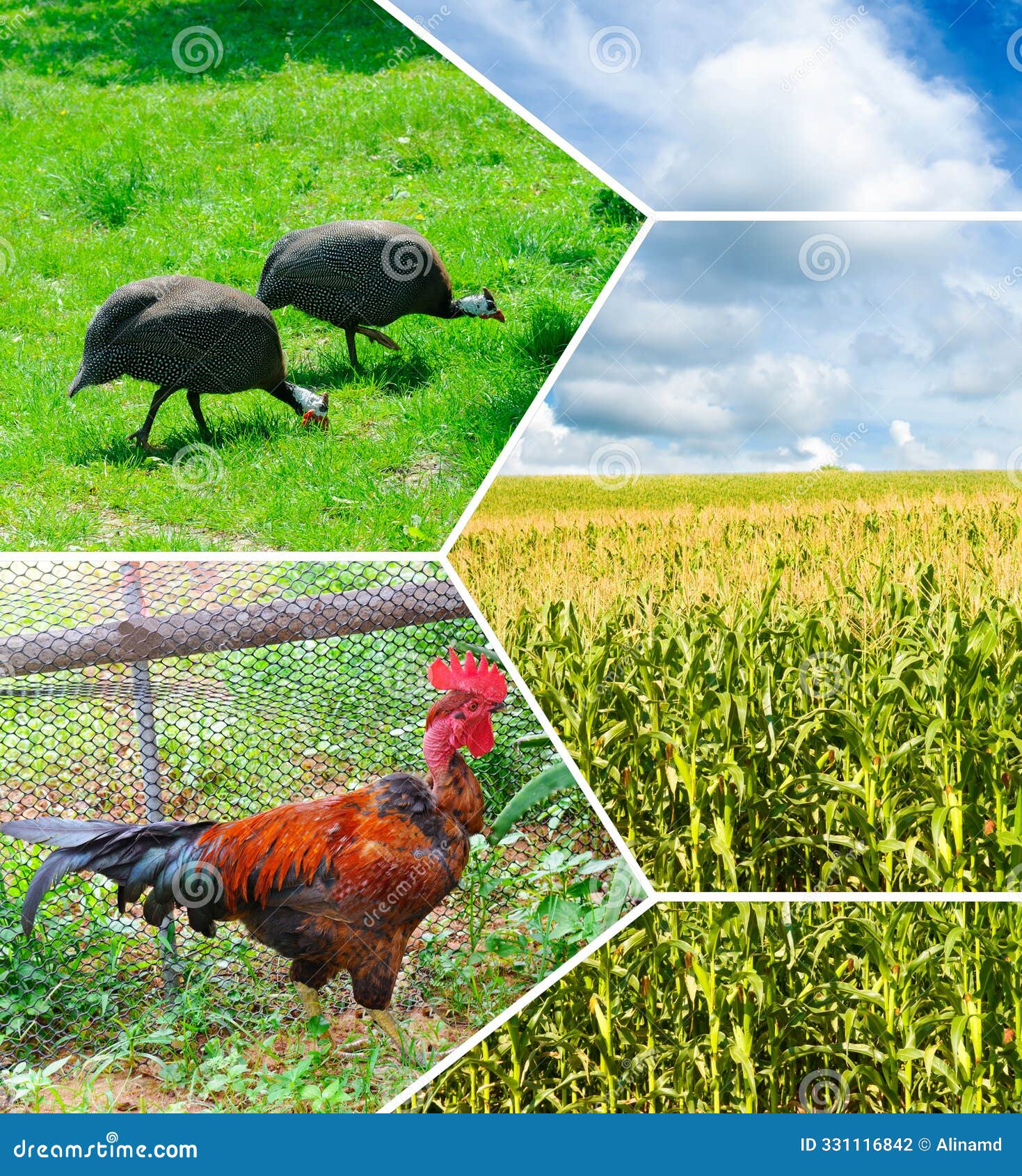 Farming Collage Stock Photography | CartoonDealer.com #22317308