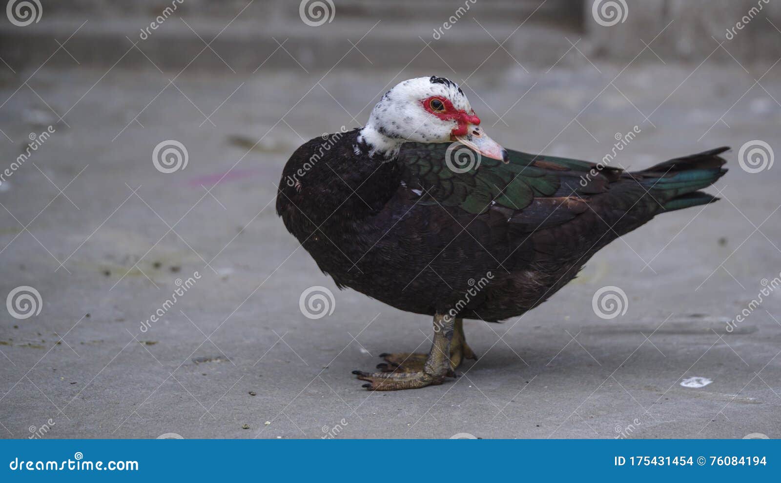 Poultry Duck with Colorful Feathers. Stock Photo - Image of poultry ...
